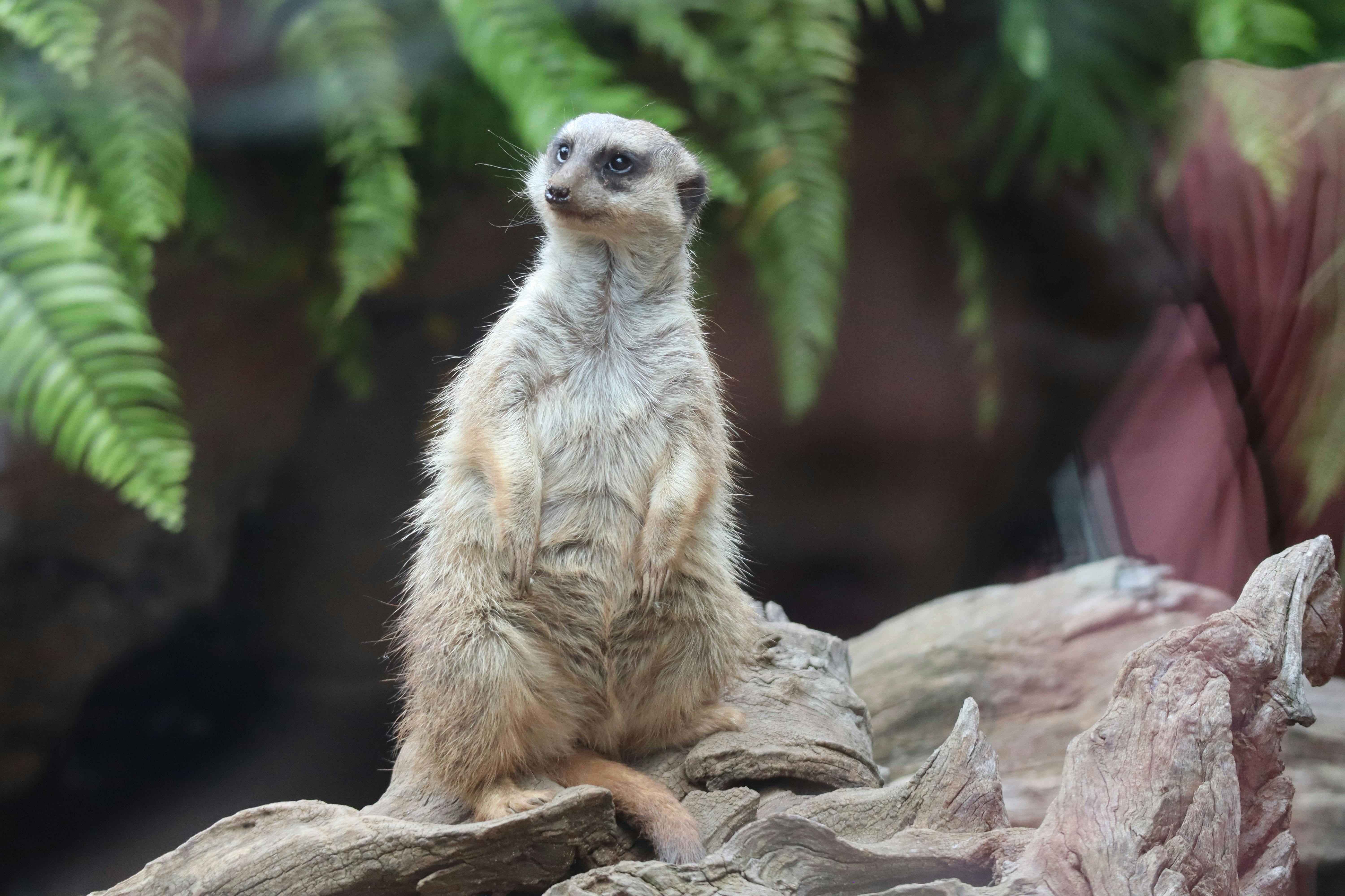 Adorable Meerkat in Natural Habitat at Loro Parque · Free Stock Photo