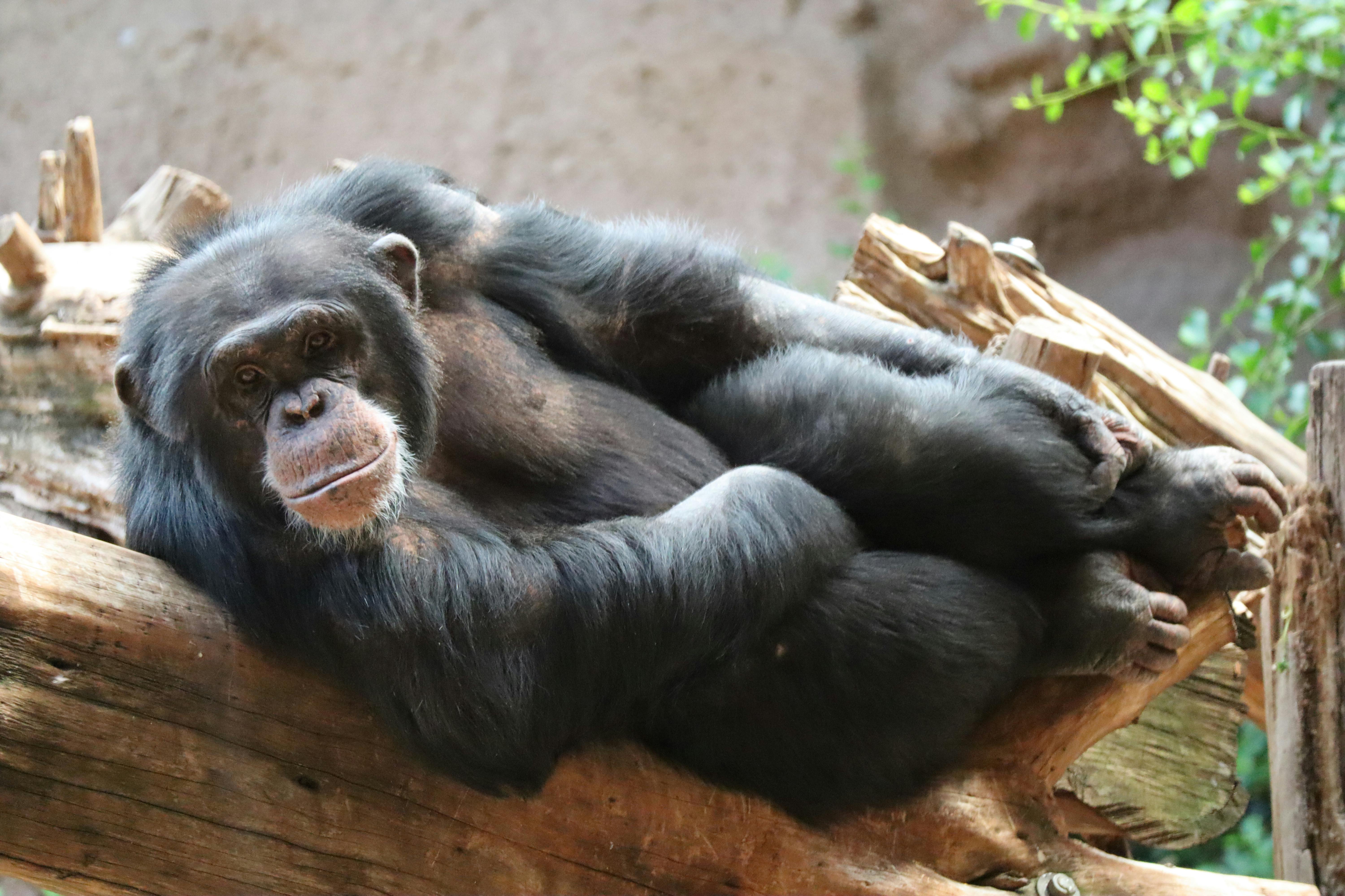 Chimpanzee Relaxing on a Log at Loro Parque · Free Stock Photo