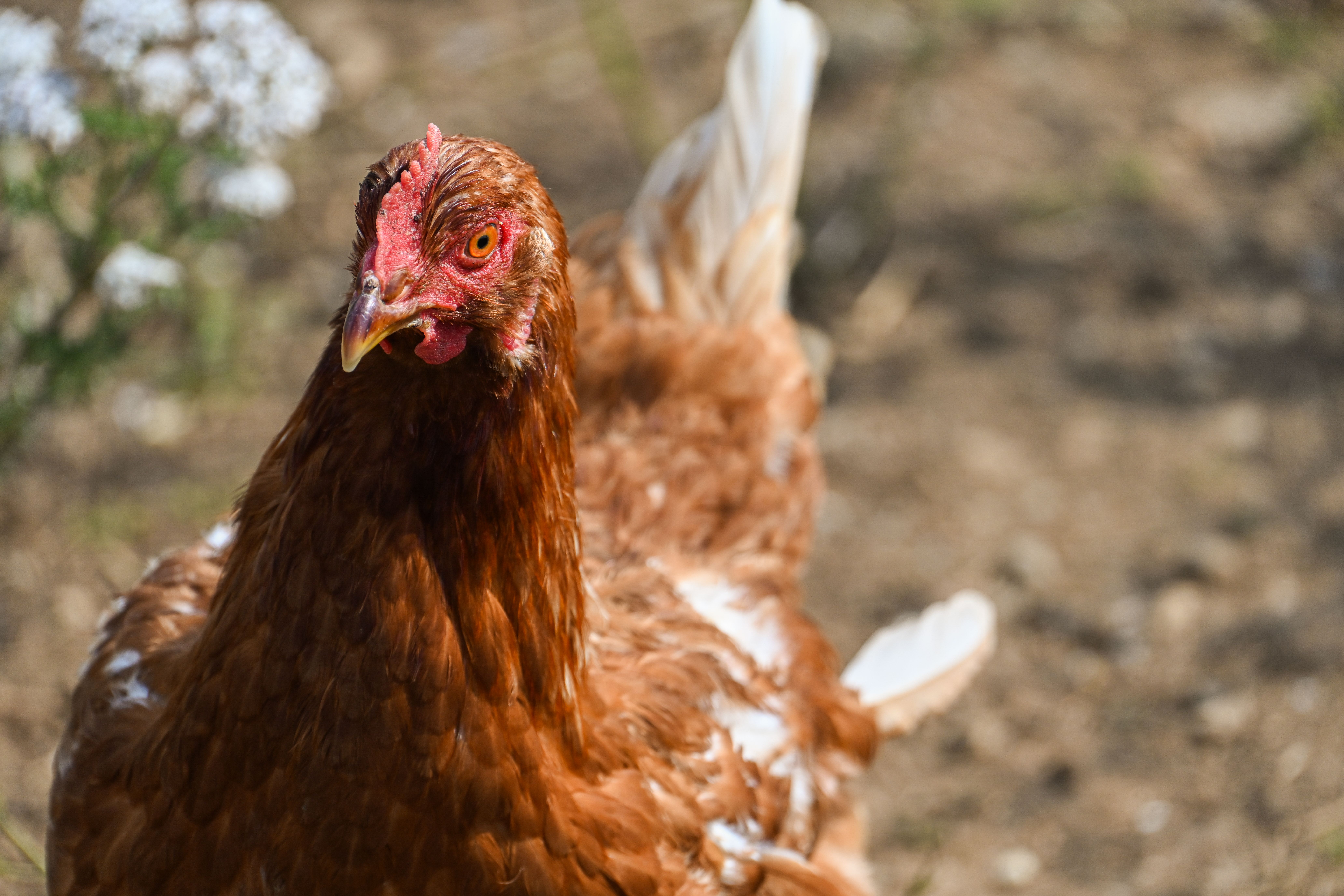 Close-up of a Brown Hen in Natural Setting · Free Stock Photo