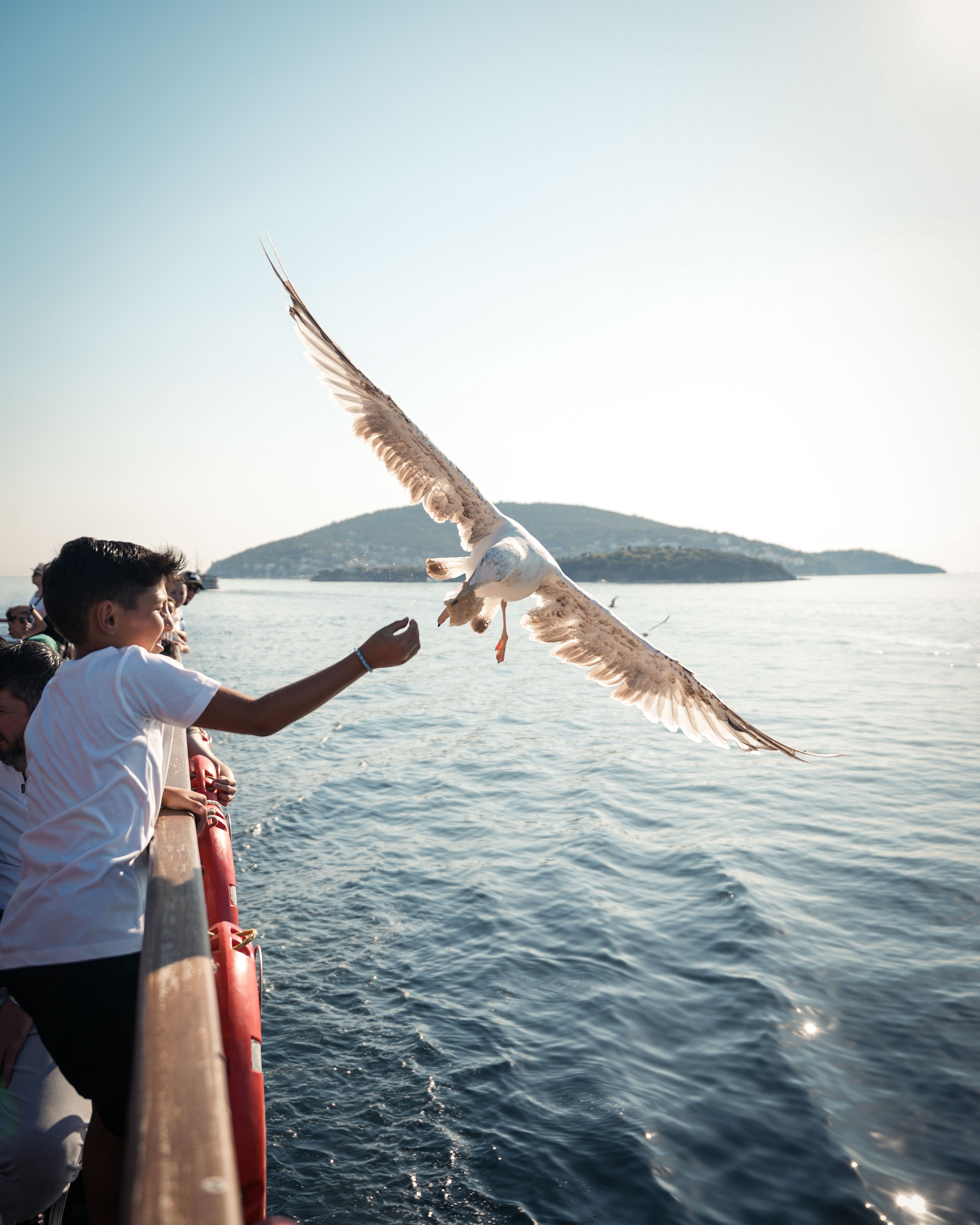 Young boy feeding seagull from boat on sunny day · Free Stock Photo