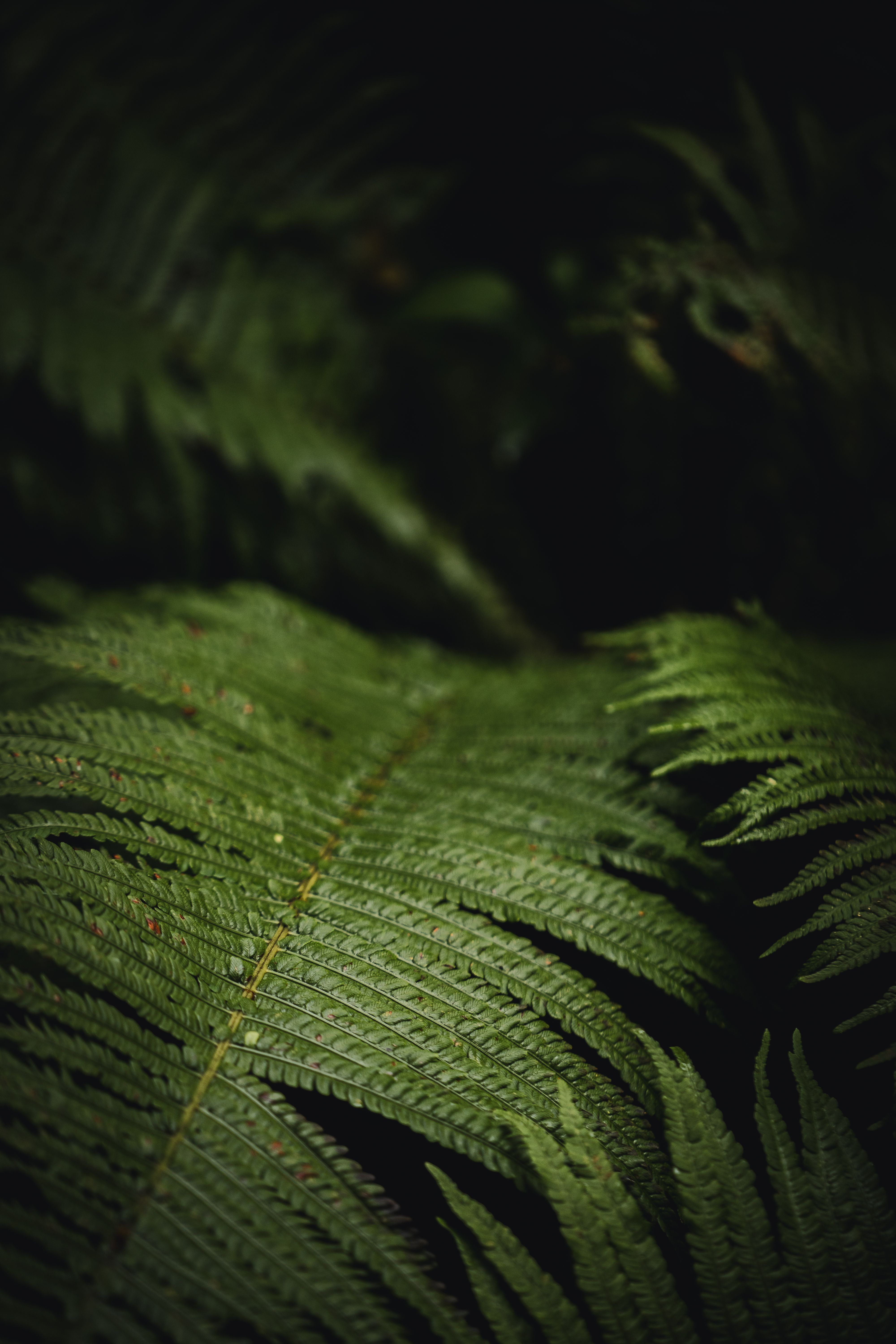 Dark Green Fern Plant · Free Stock Photo