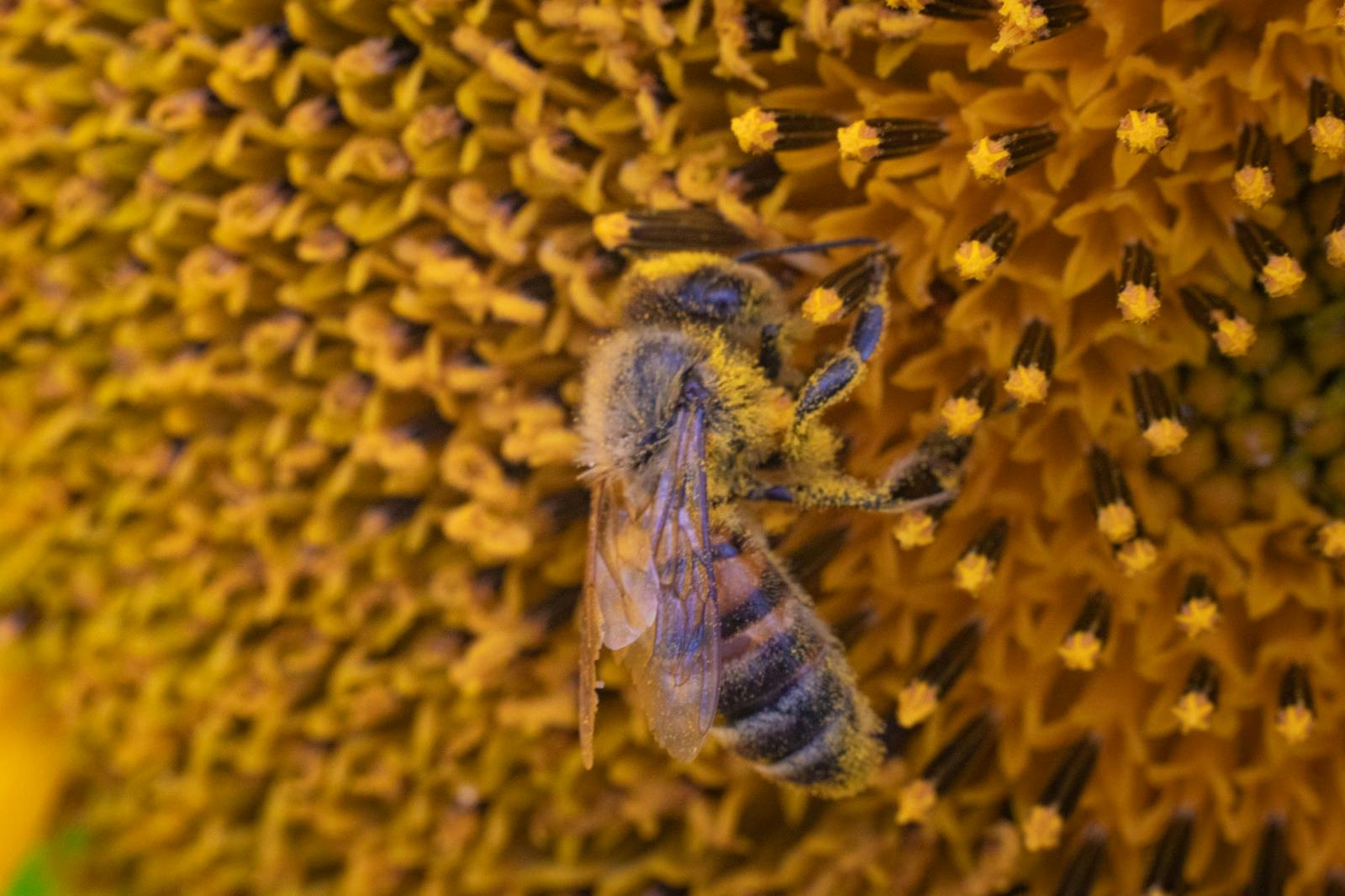 Bee Wings Photos, Download The BEST Free Bee Wings Stock Photos & HD Images