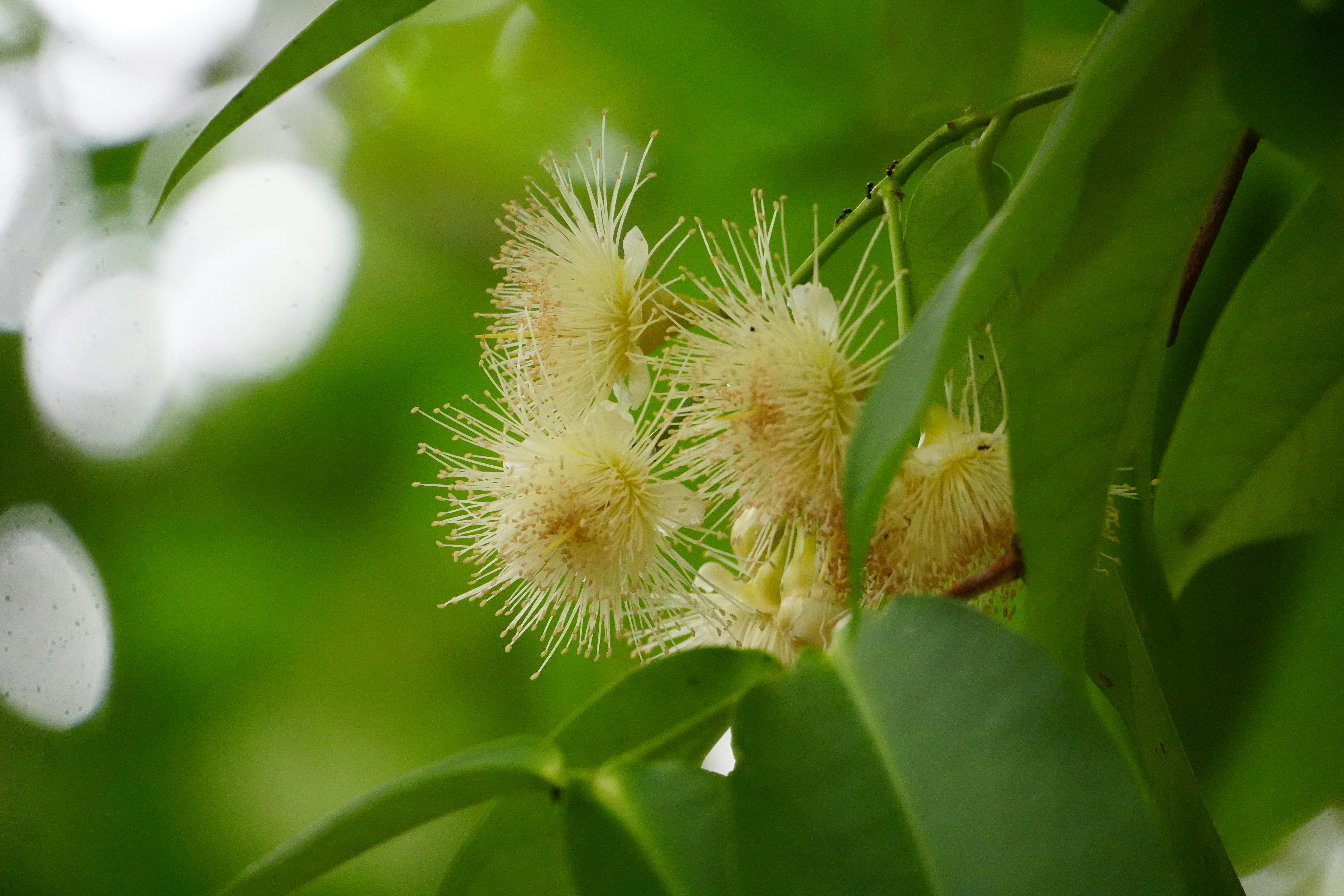 Close-up of Blossoming Syzygium Flowers in Greenery · Free Stock Photo