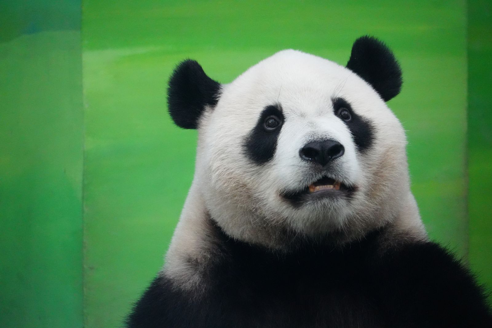 Giant Panda Photos, Download The BEST Free Giant Panda Stock Photos ...