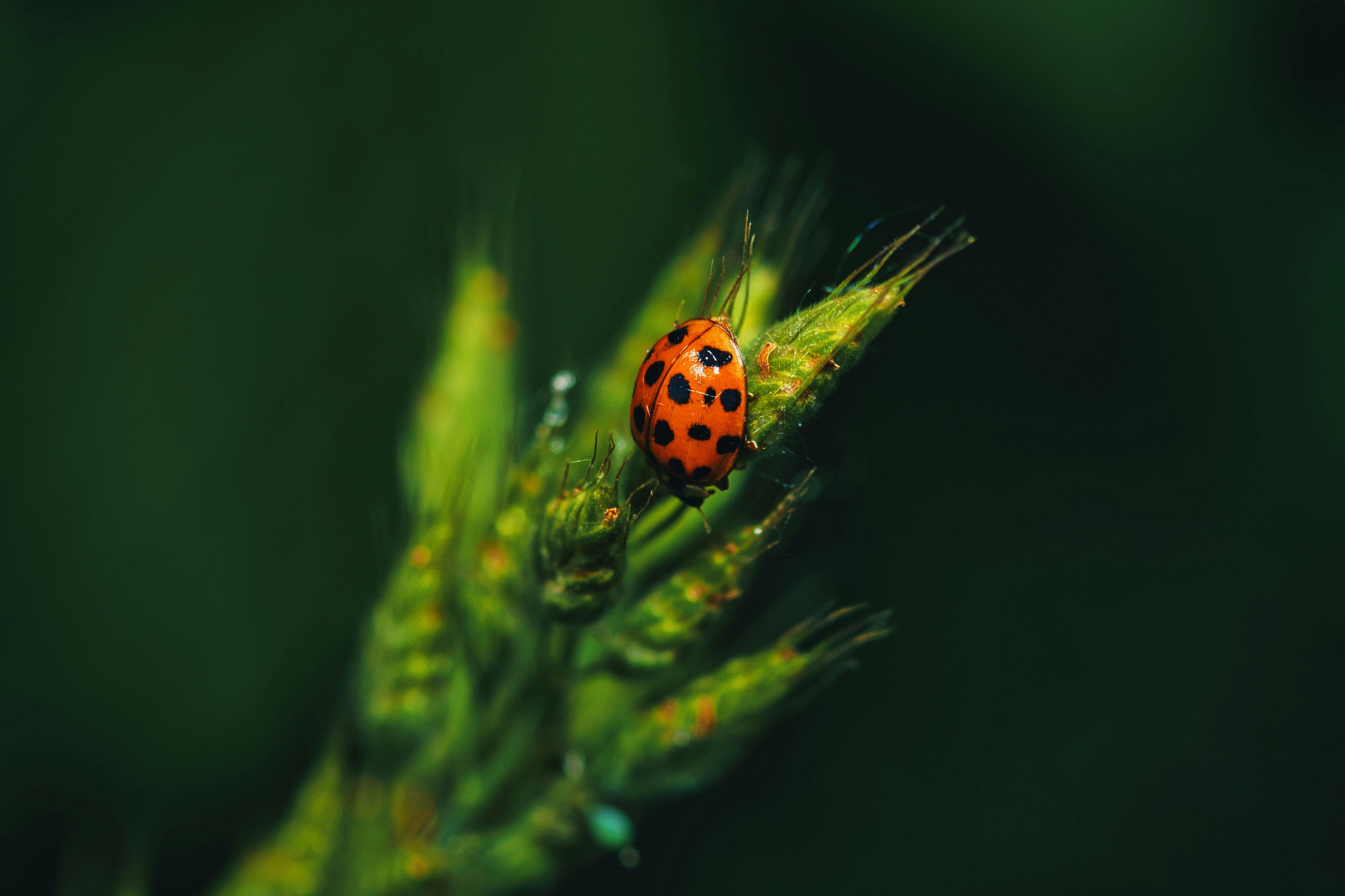 Insect Detail Photos, Download The BEST Free Insect Detail Stock Photos ...