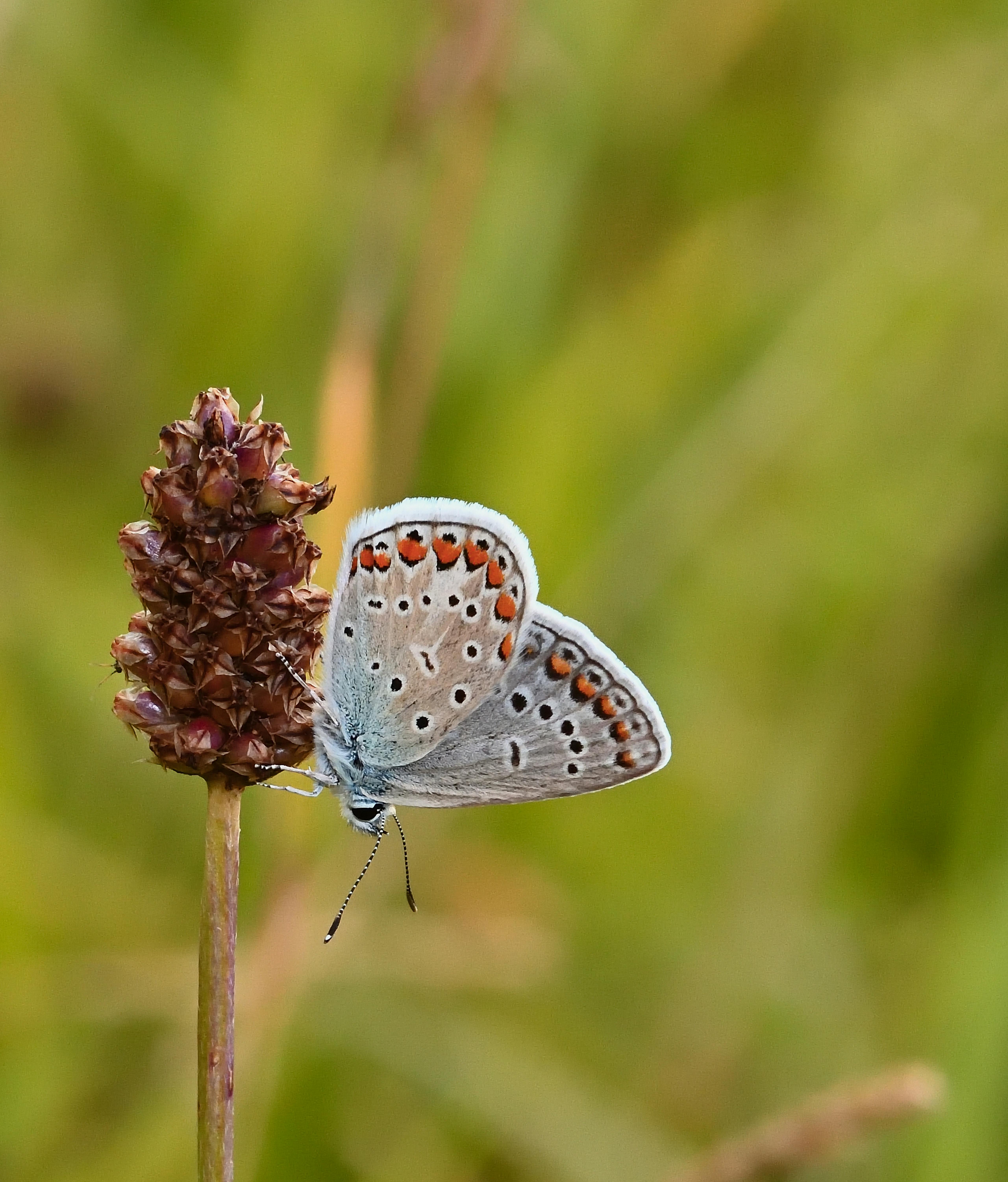 Common Female Blue Butterfly · Free Stock Photo