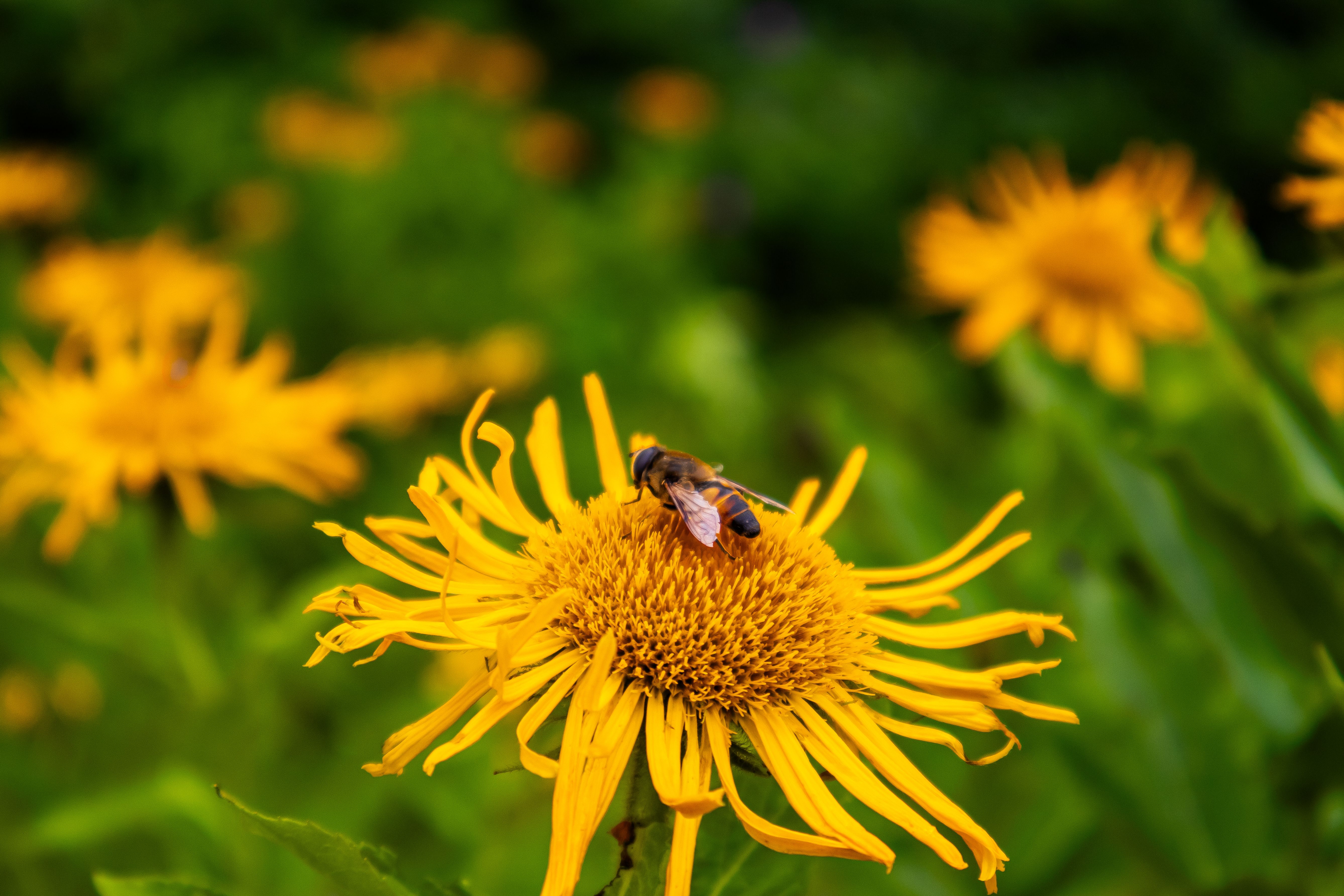 Close-up of Bee on Yellow Flower · Free Stock Photo