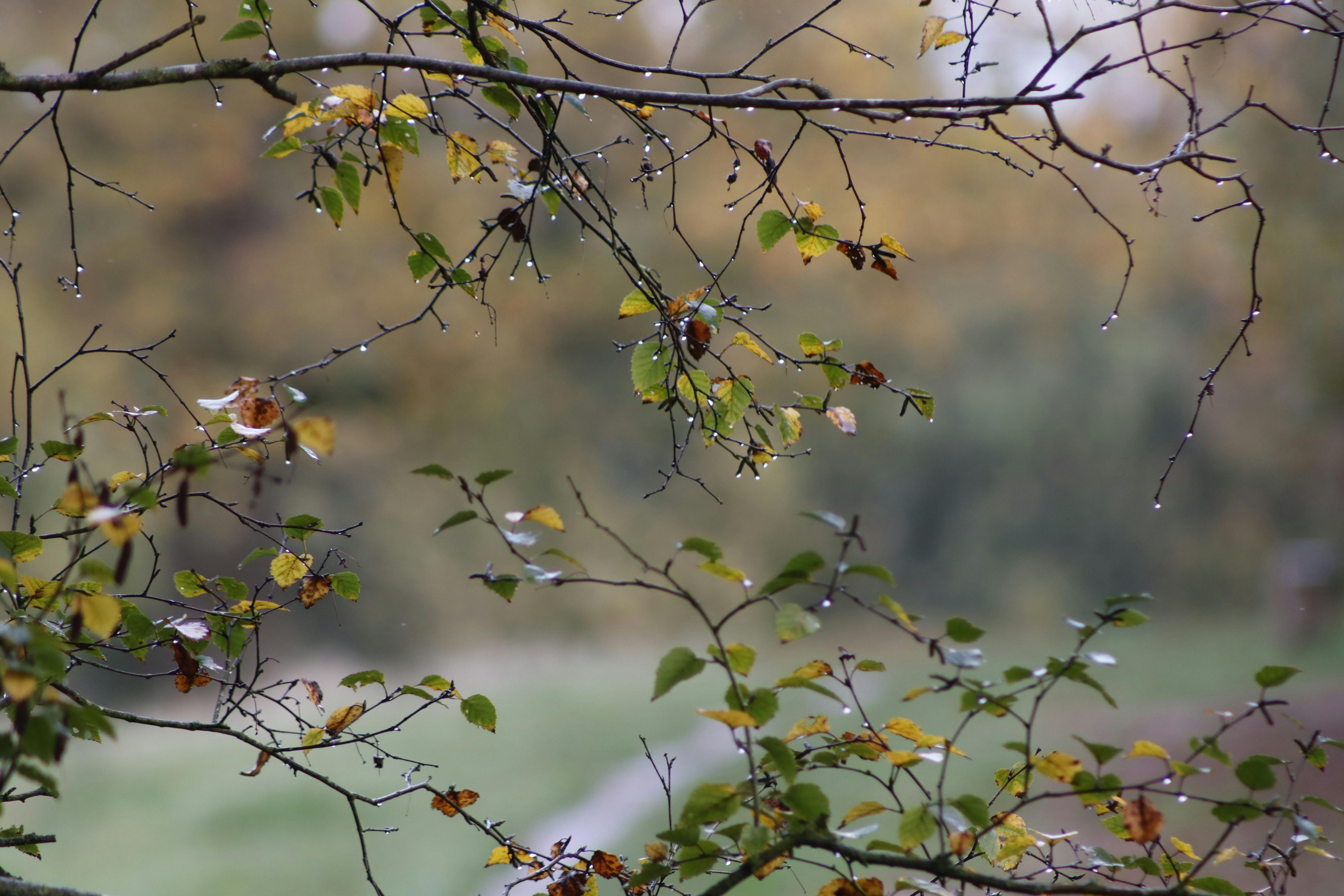 Autumn Dew Photos, Download The BEST Free Autumn Dew Stock Photos & HD ...