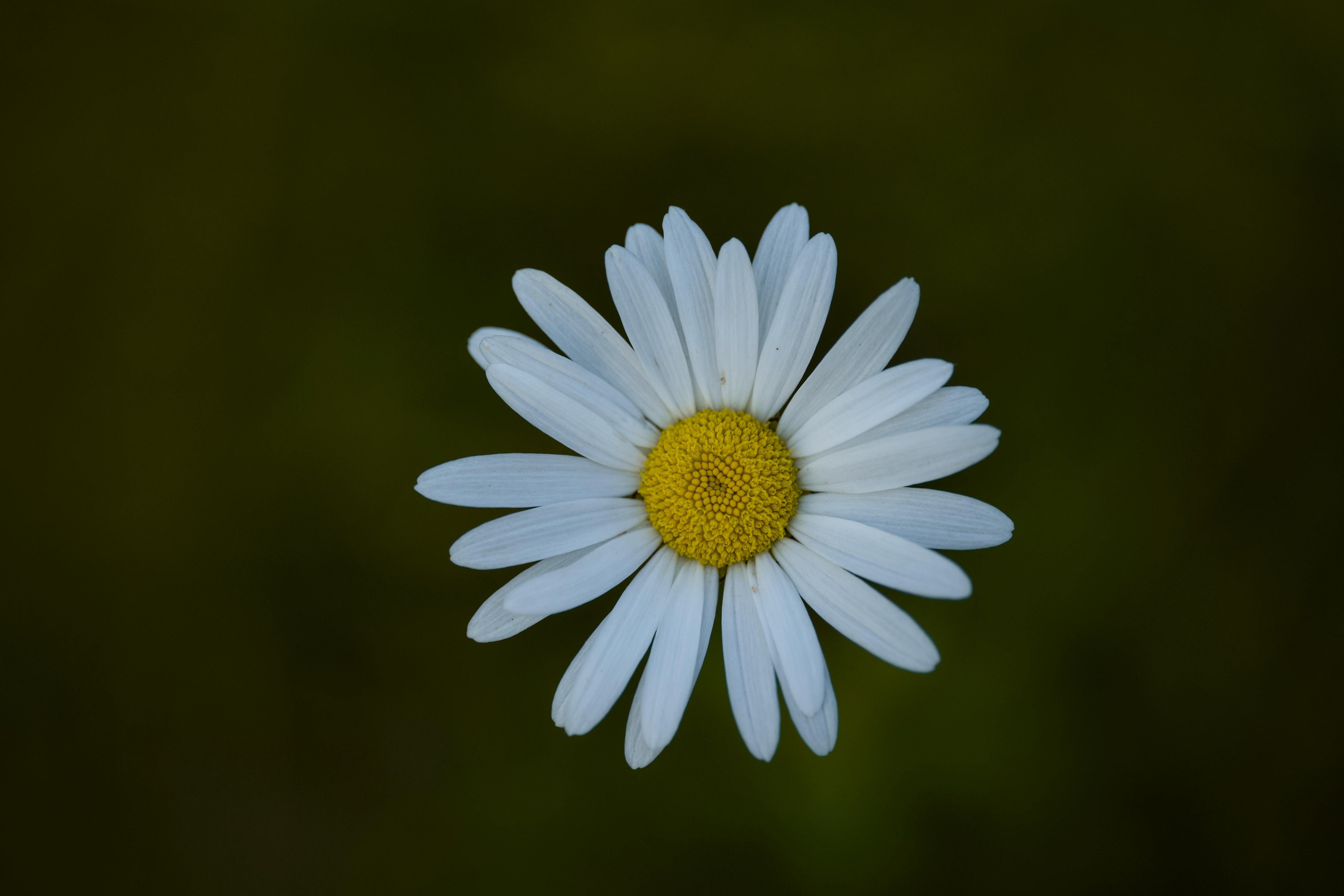 Close-up of a Single White Daisy Flower · Free Stock Photo