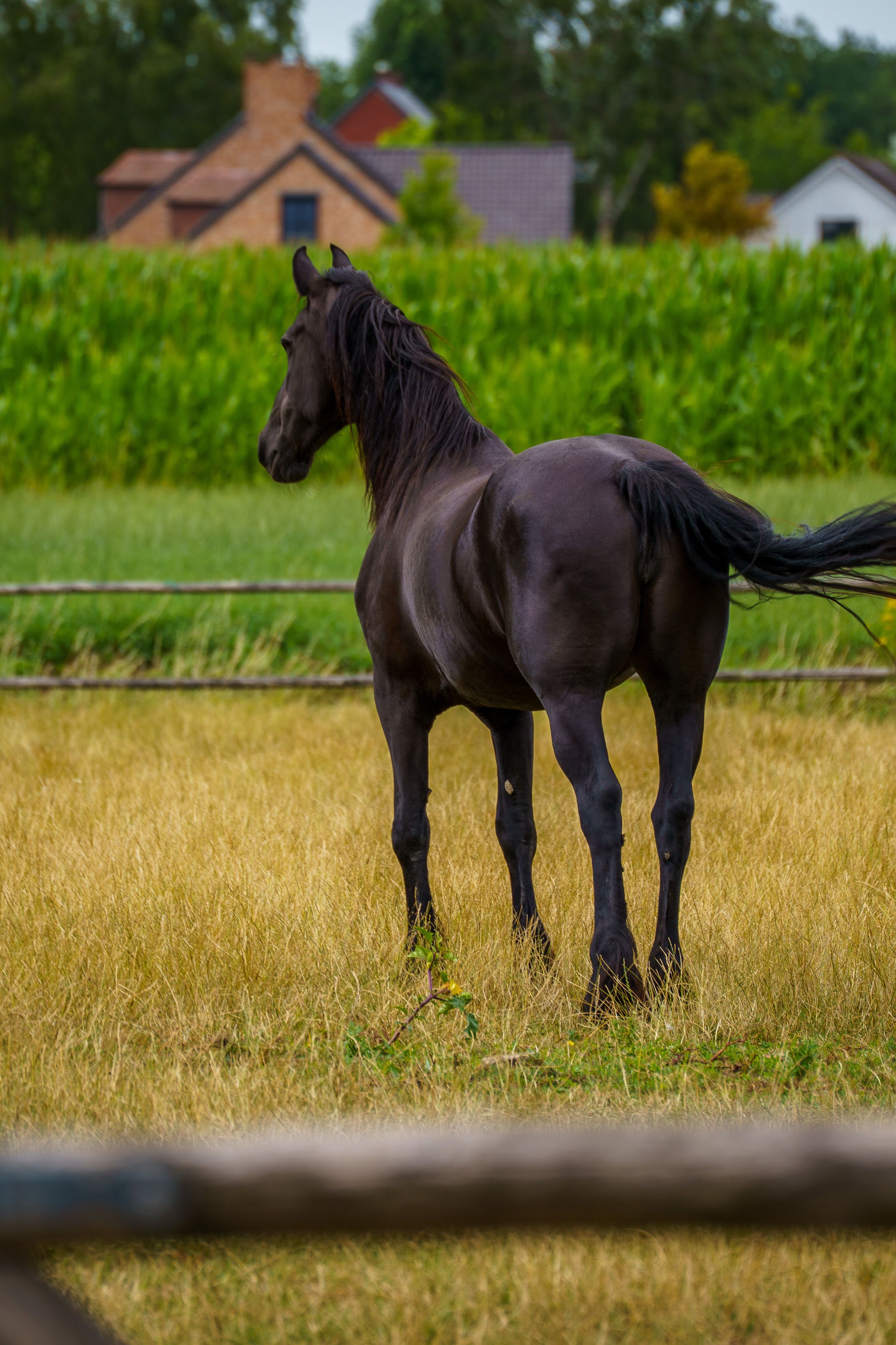 Horse Running From Behind Photos, Download The BEST Free Horse Running ...