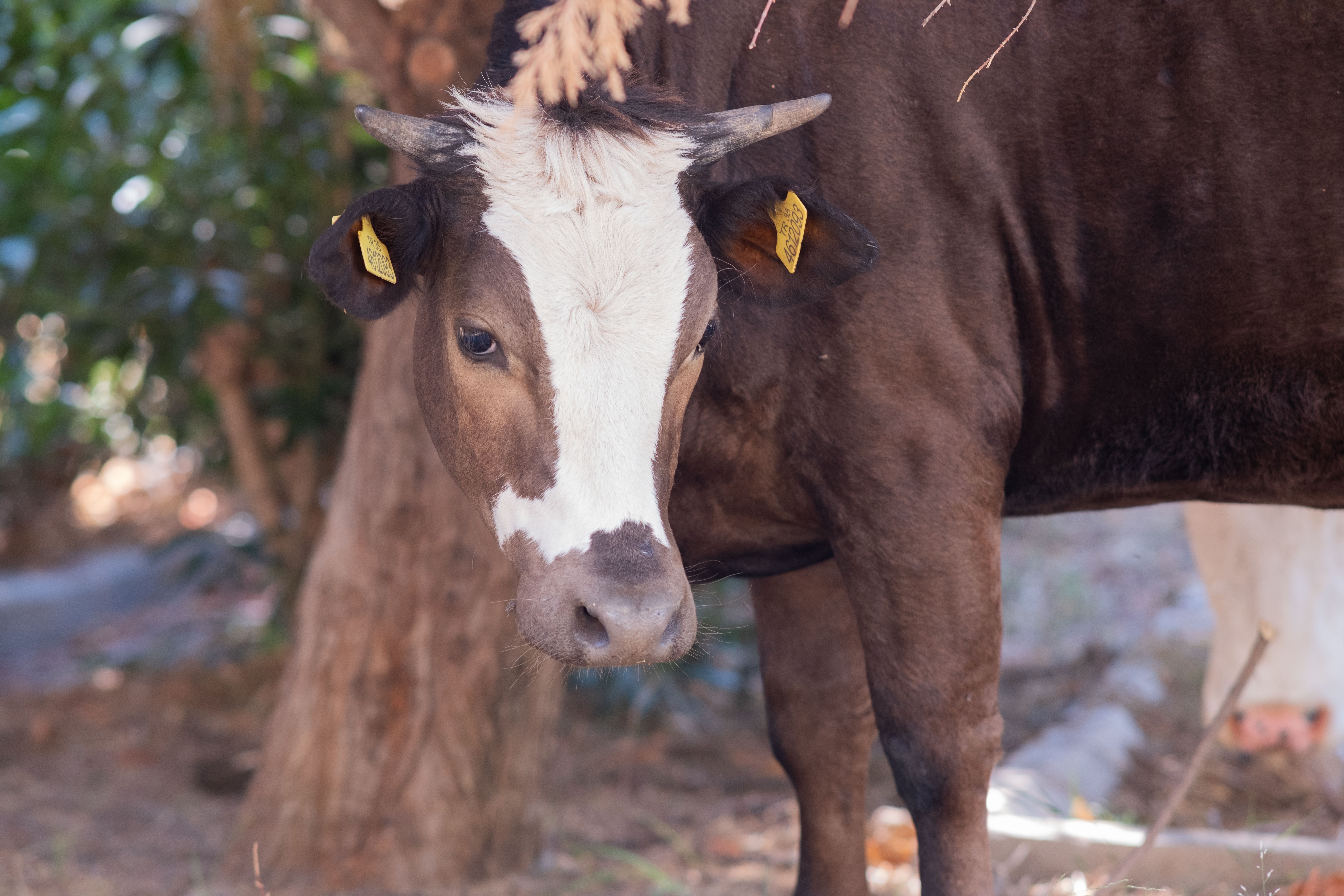 Le 7000+ migliori foto di Mucca · Download gratuito al 100% · Foto di ...