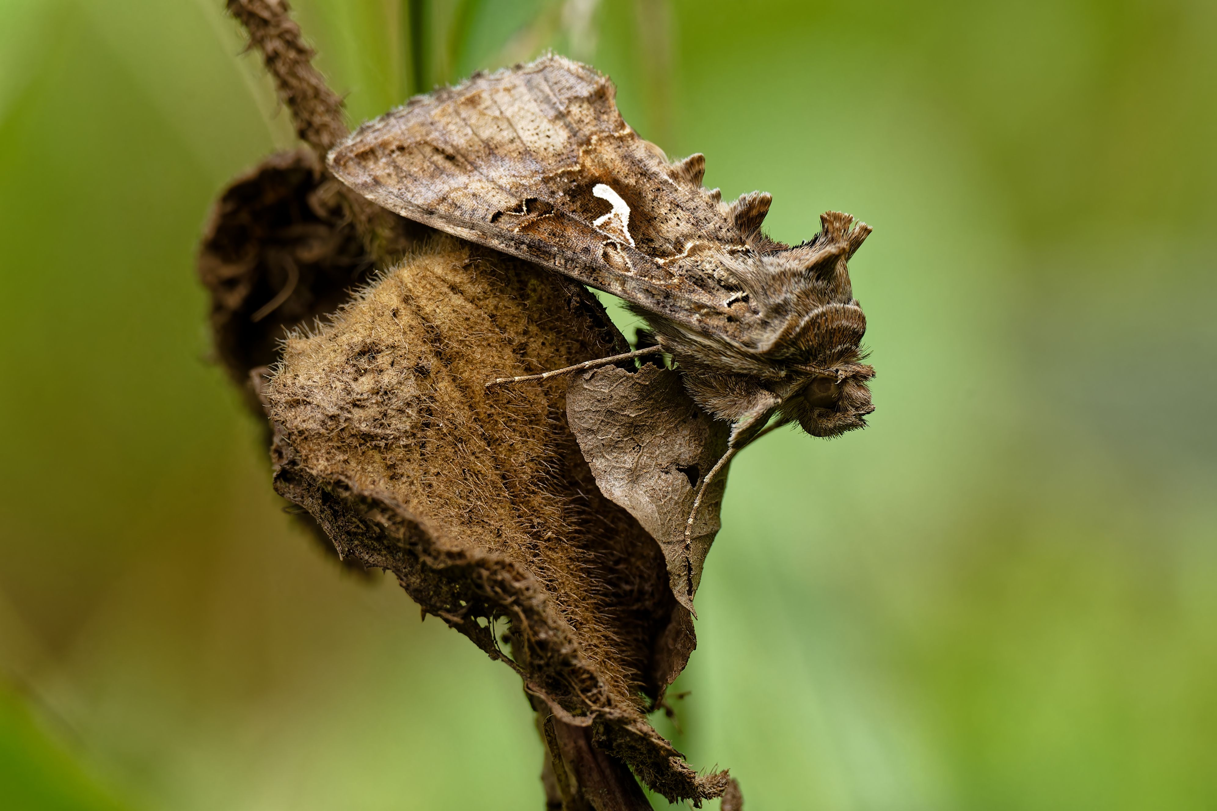 Close-up of Moth on a Dry Leaf in Nature · Free Stock Photo