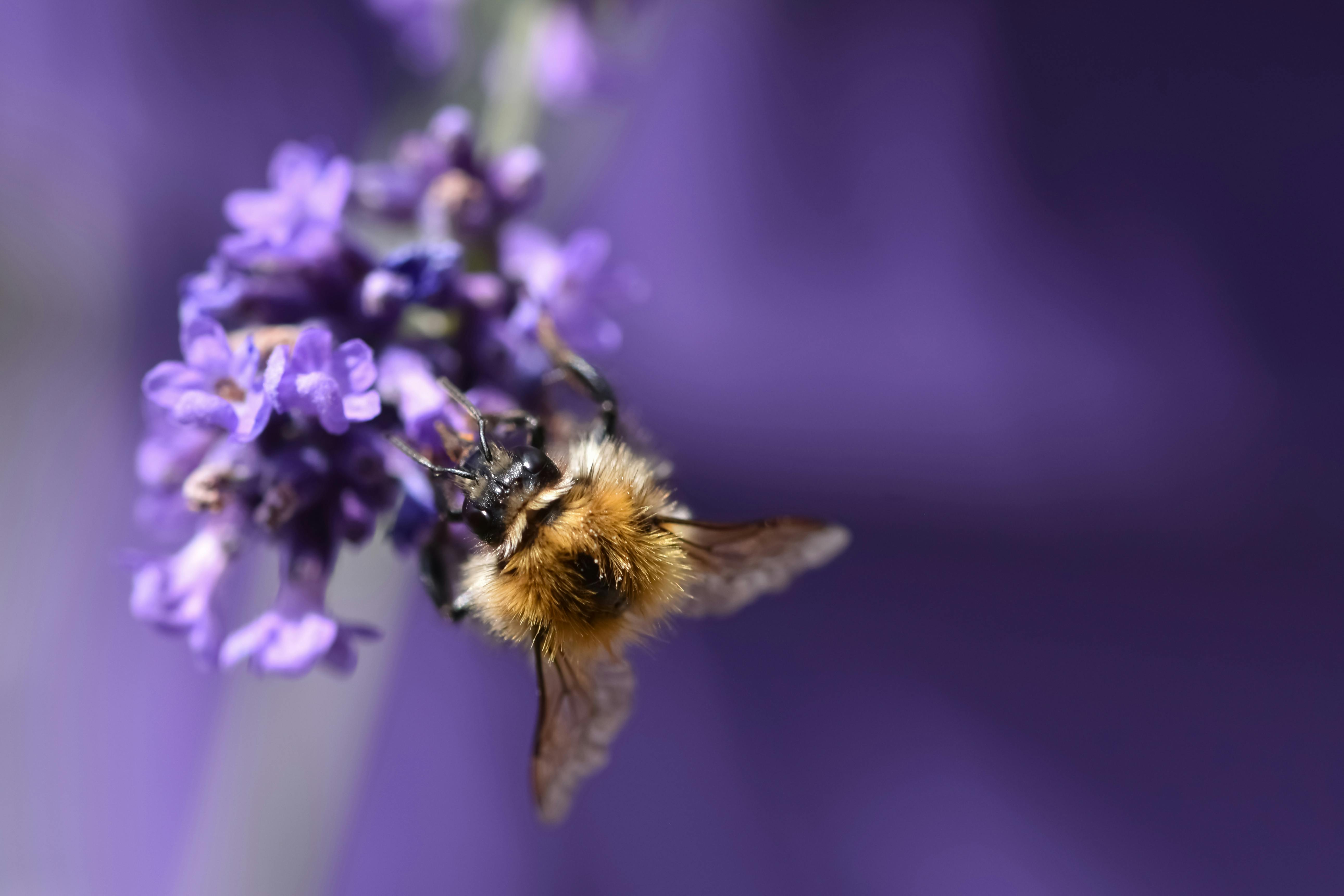 20.000+ Allintext:silver Starlets Violette Bilder und Fotos · Kostenlos ...