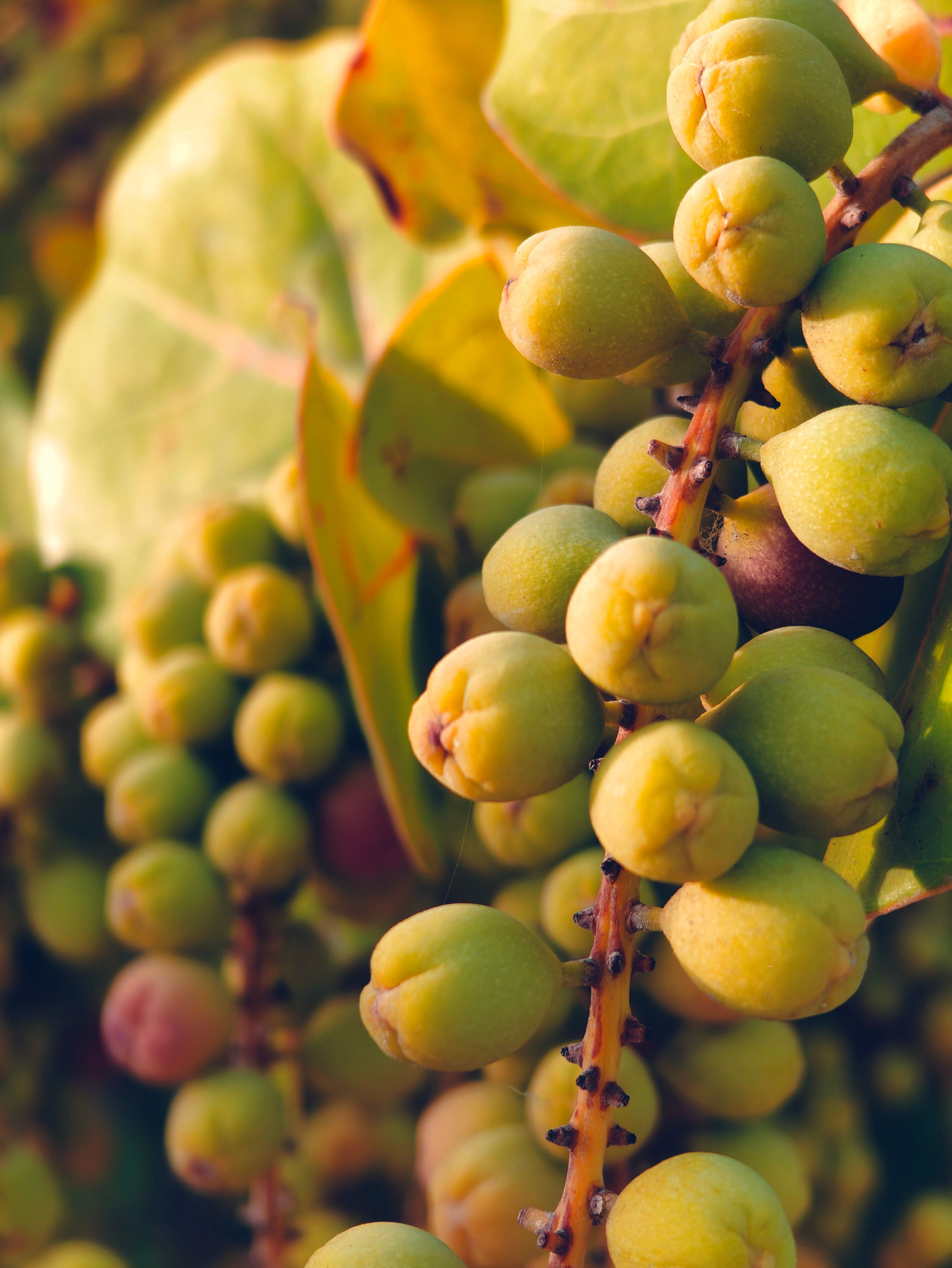 Close-Up of Abundant Green Berries on Branch · Free Stock Photo