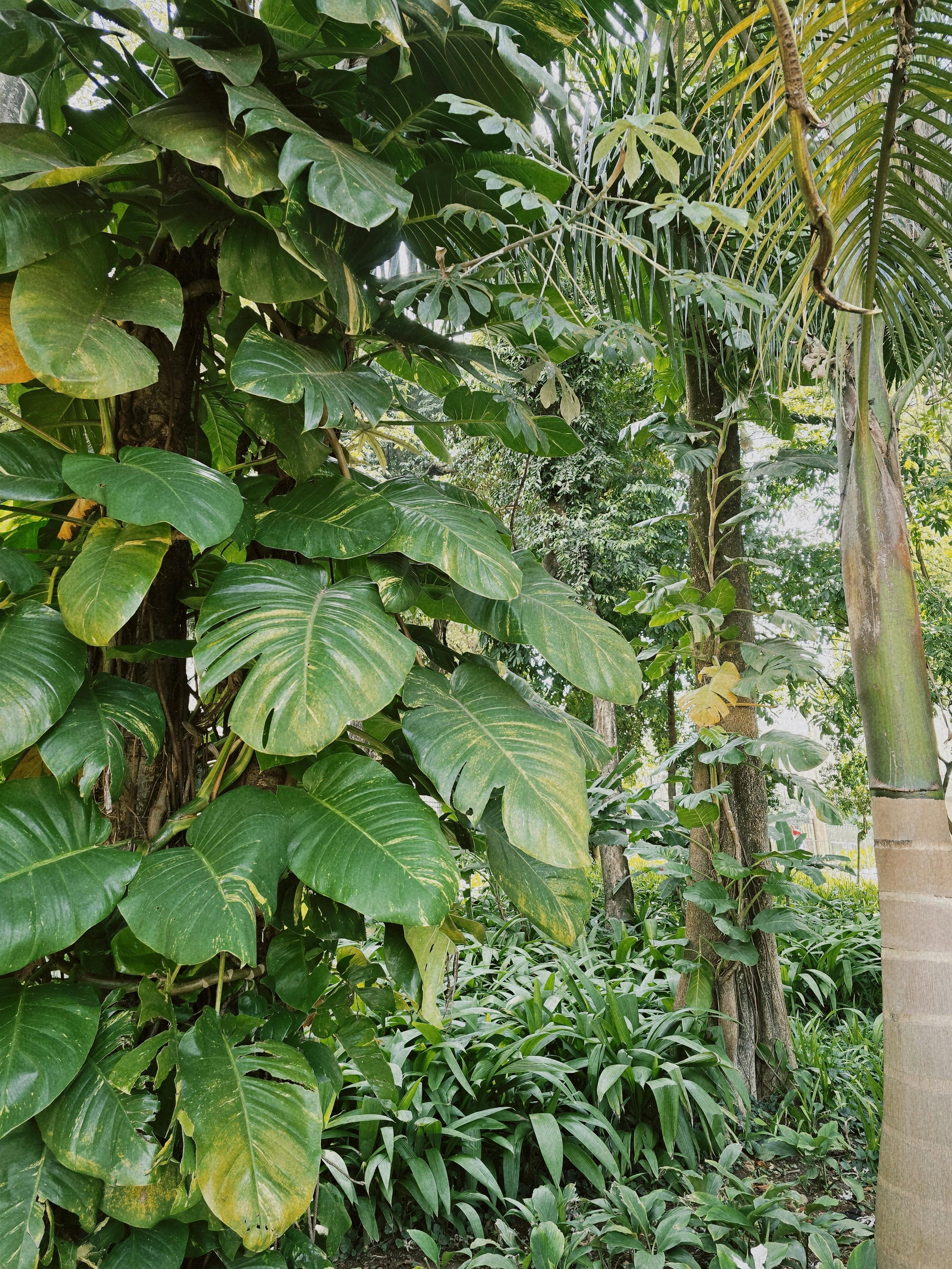 Lush Tropical Greenery in Brazilian Garden · Free Stock Photo