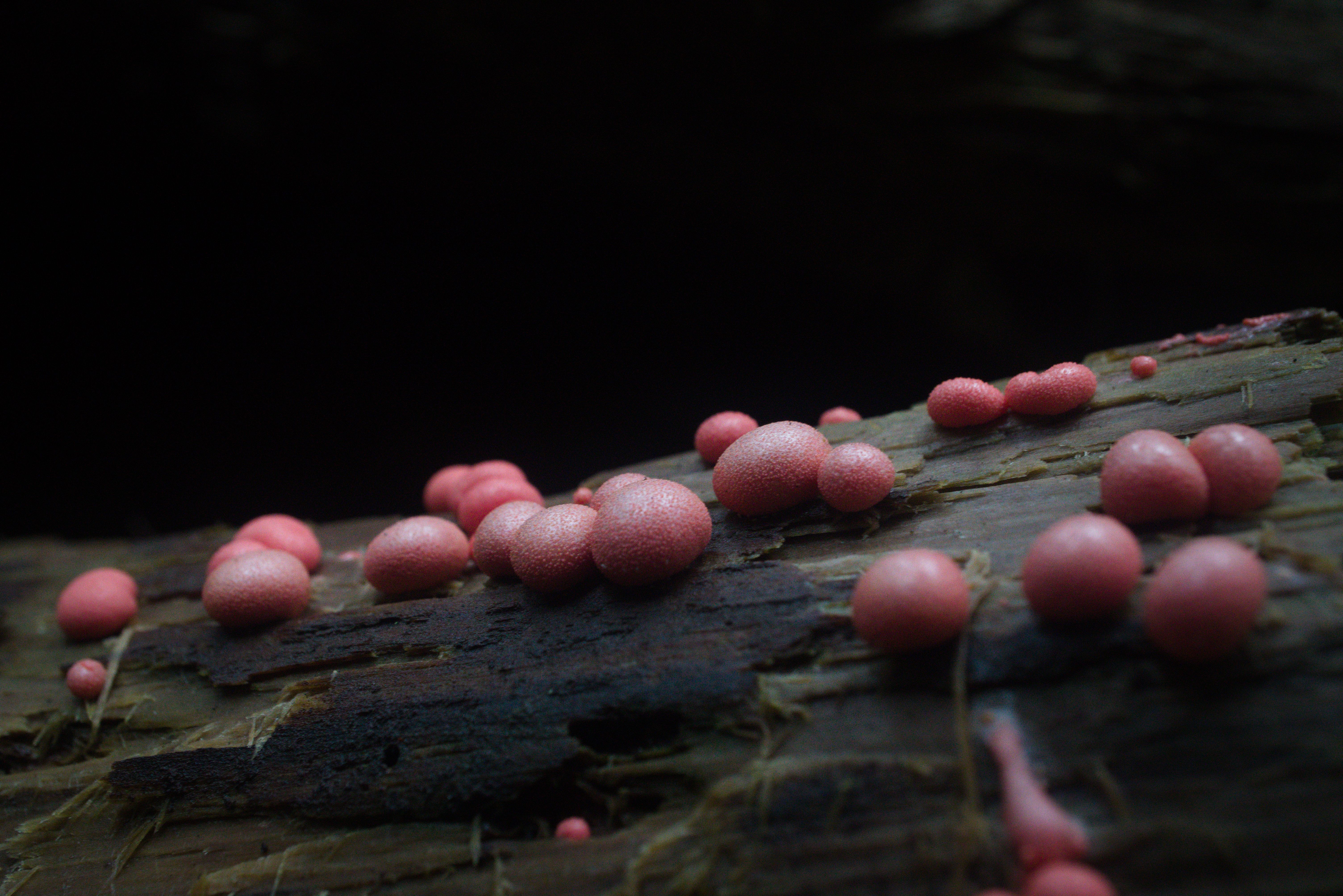 Damp Environment Photos, Download The BEST Free Damp Environment Stock ...