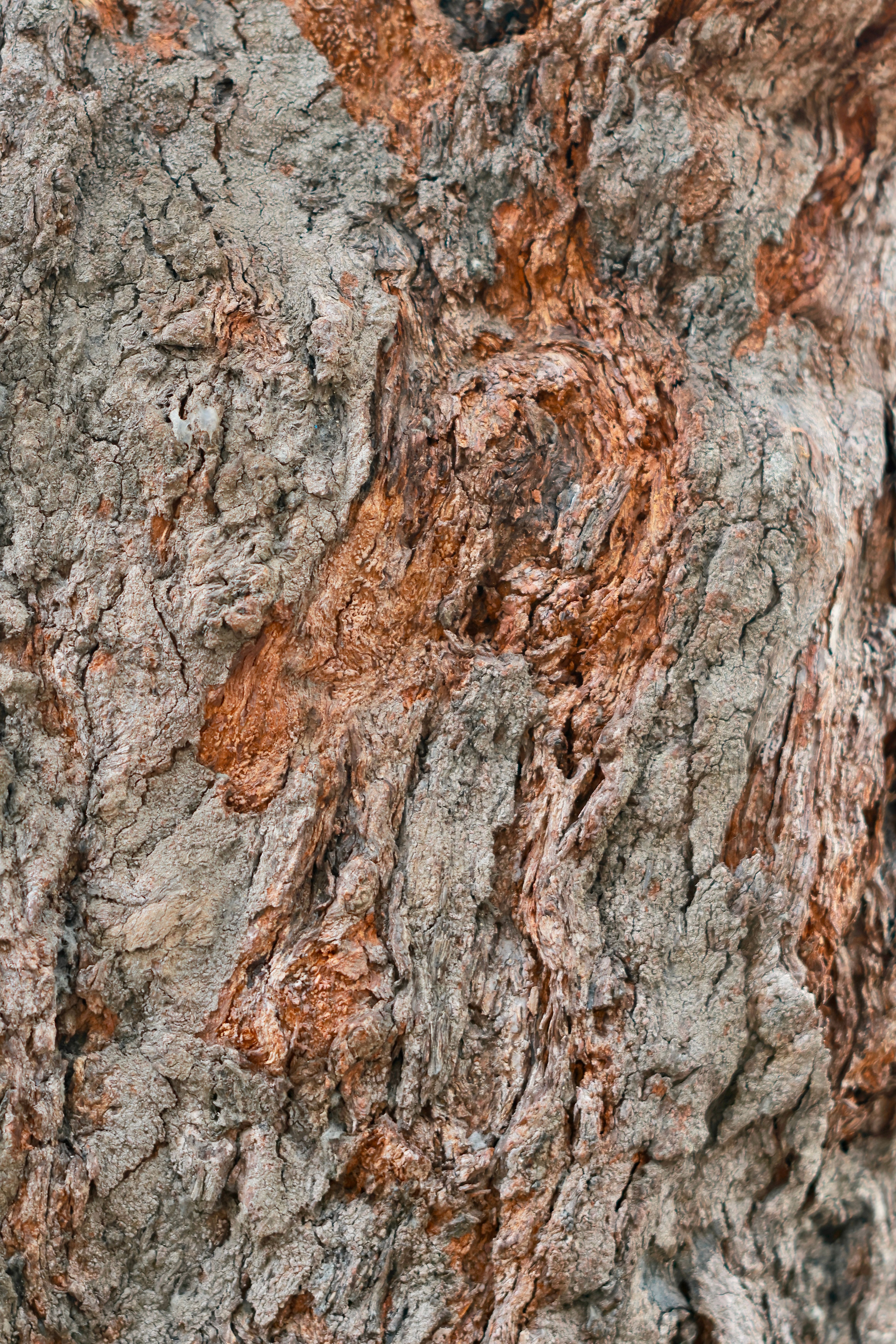 Close-up of Weathered Tree Bark Texture · Free Stock Photo
