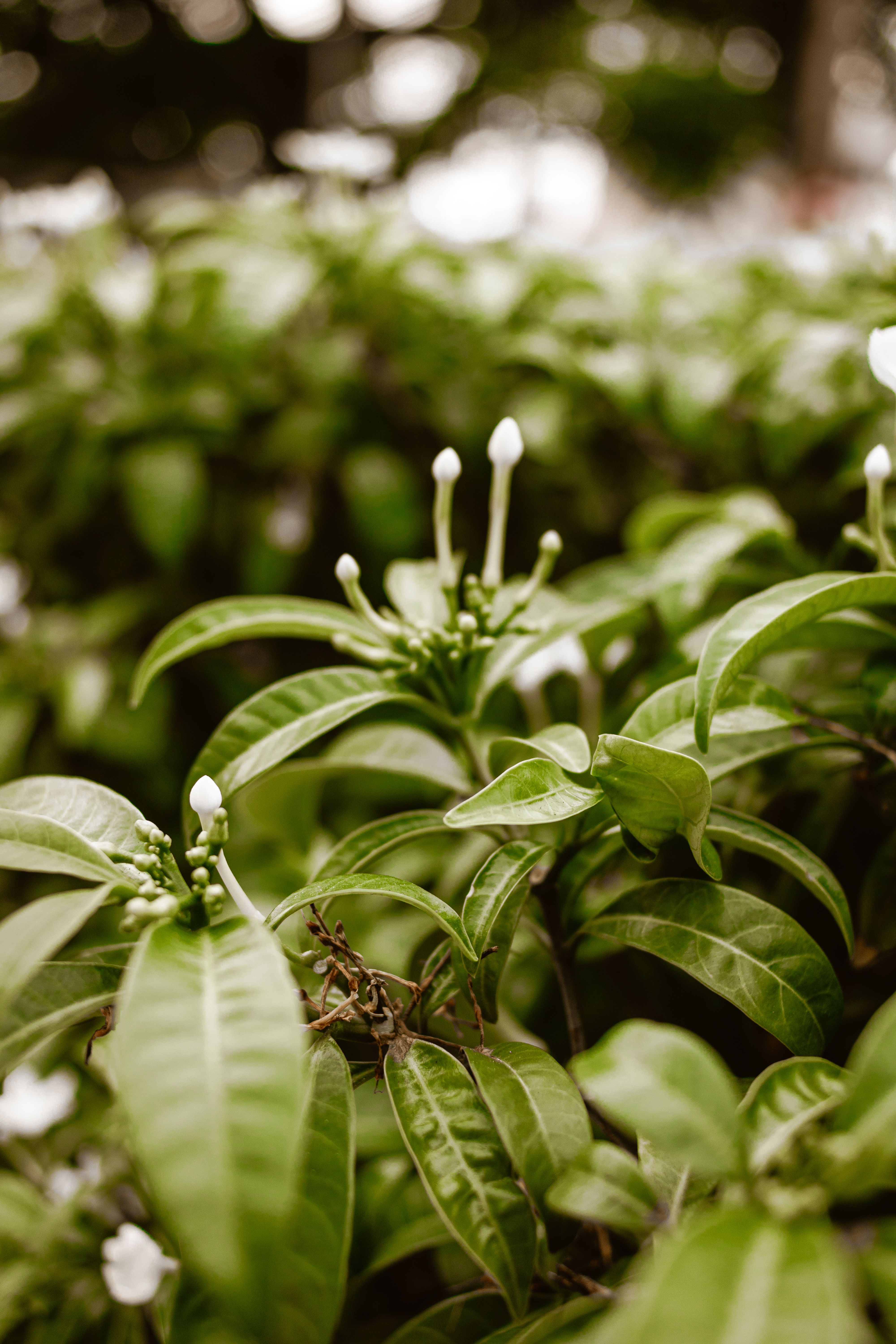 Close-up of Budding White Flowers in Greenery · Free Stock Photo