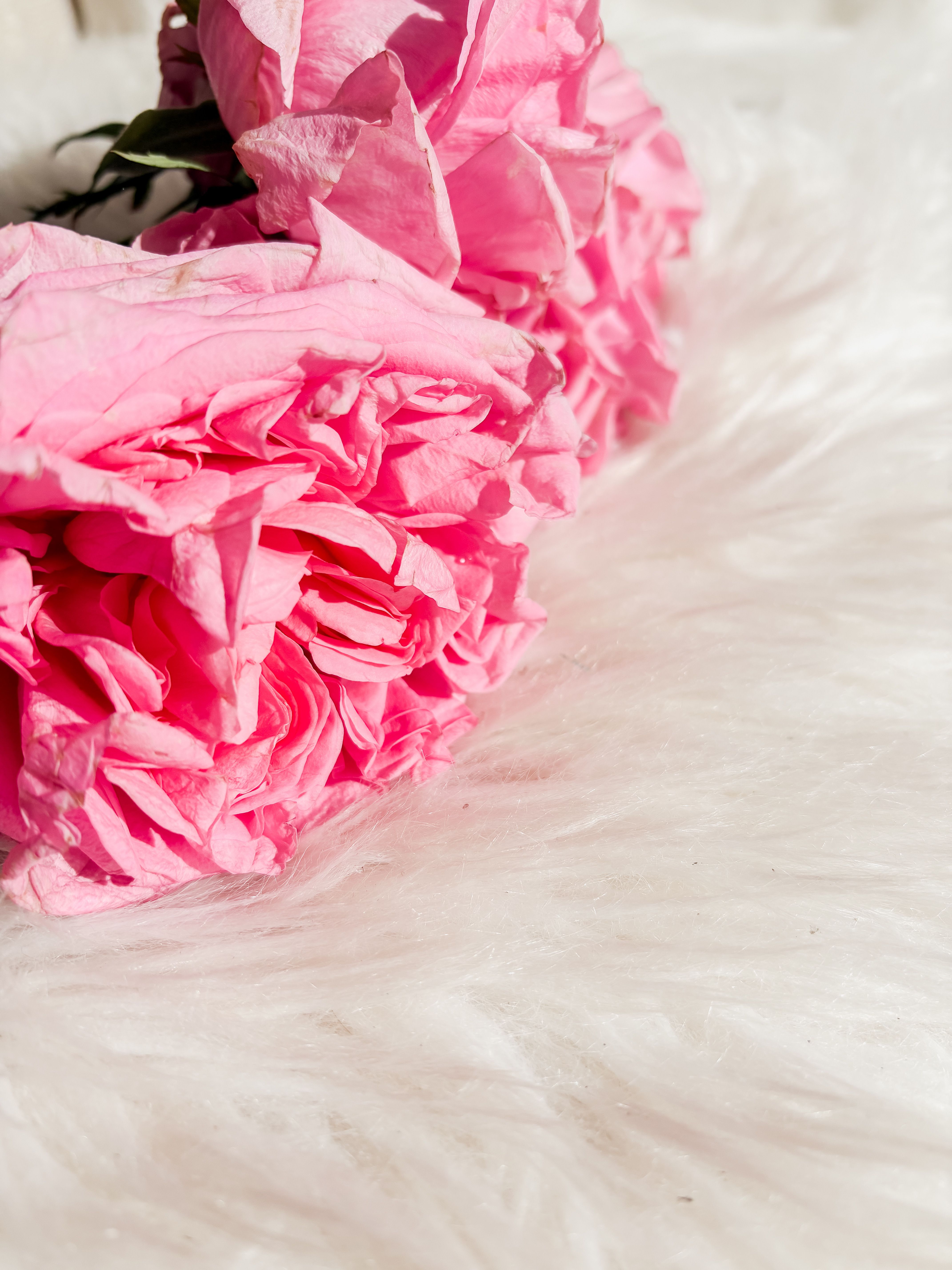 Elegant Pink Roses on Soft White Fur · Free Stock Photo