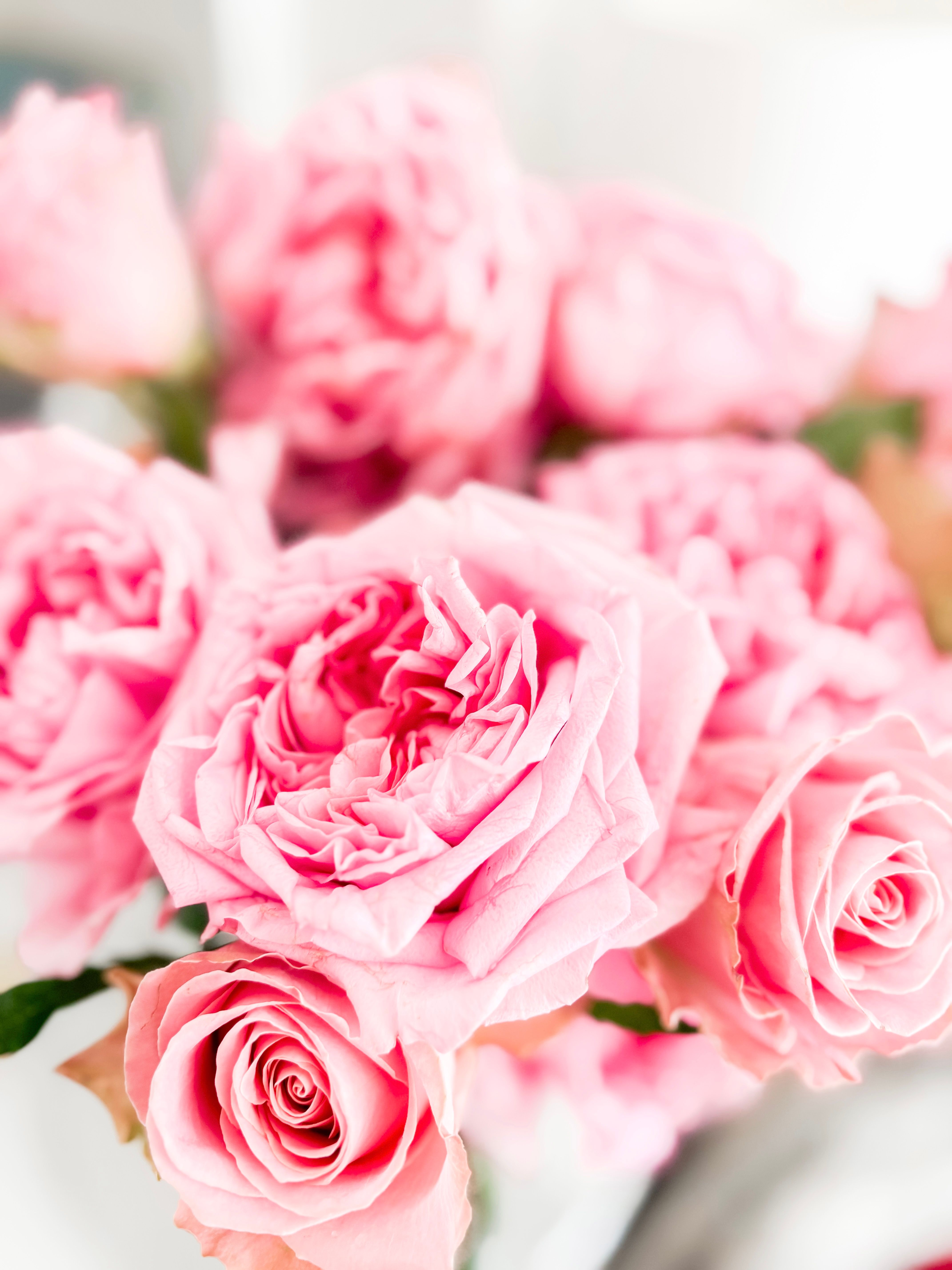 Vibrant Pink Roses in Soft Focus Arrangement · Free Stock Photo