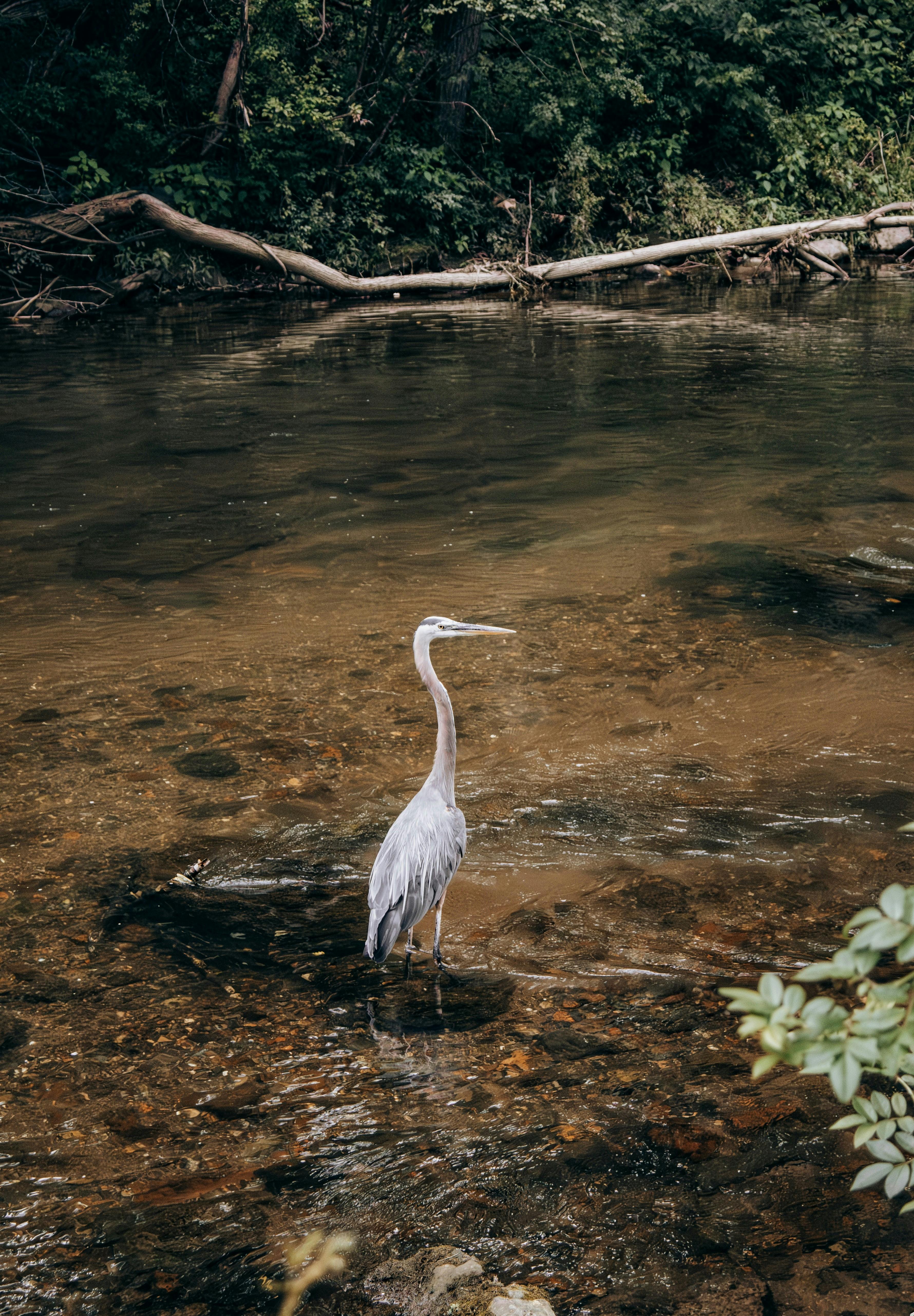 Bird Gin Photos, Download The BEST Free Bird Gin Stock Photos & HD Images