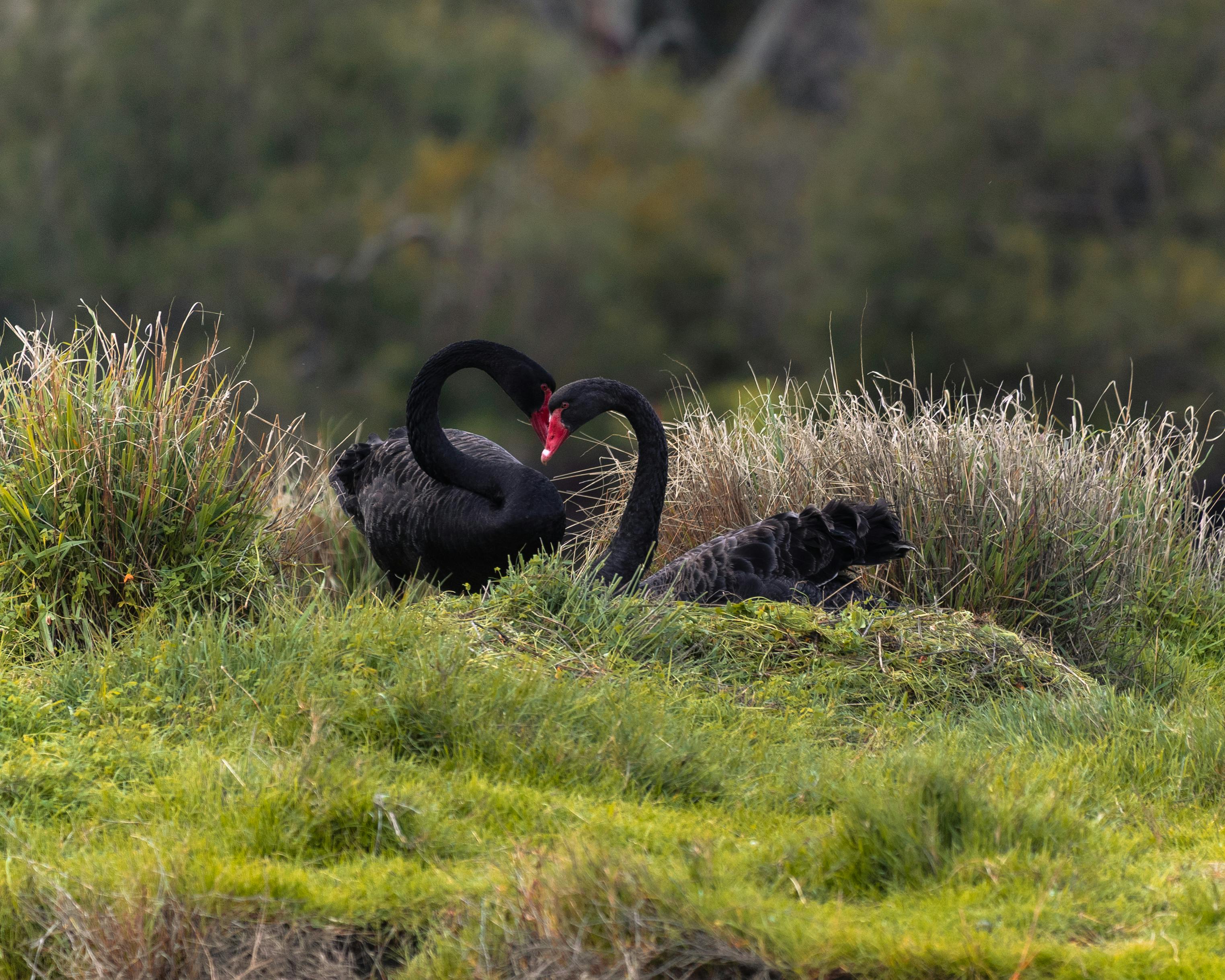 Elegant Black Swans in East Perth Wetlands · Free Stock Photo