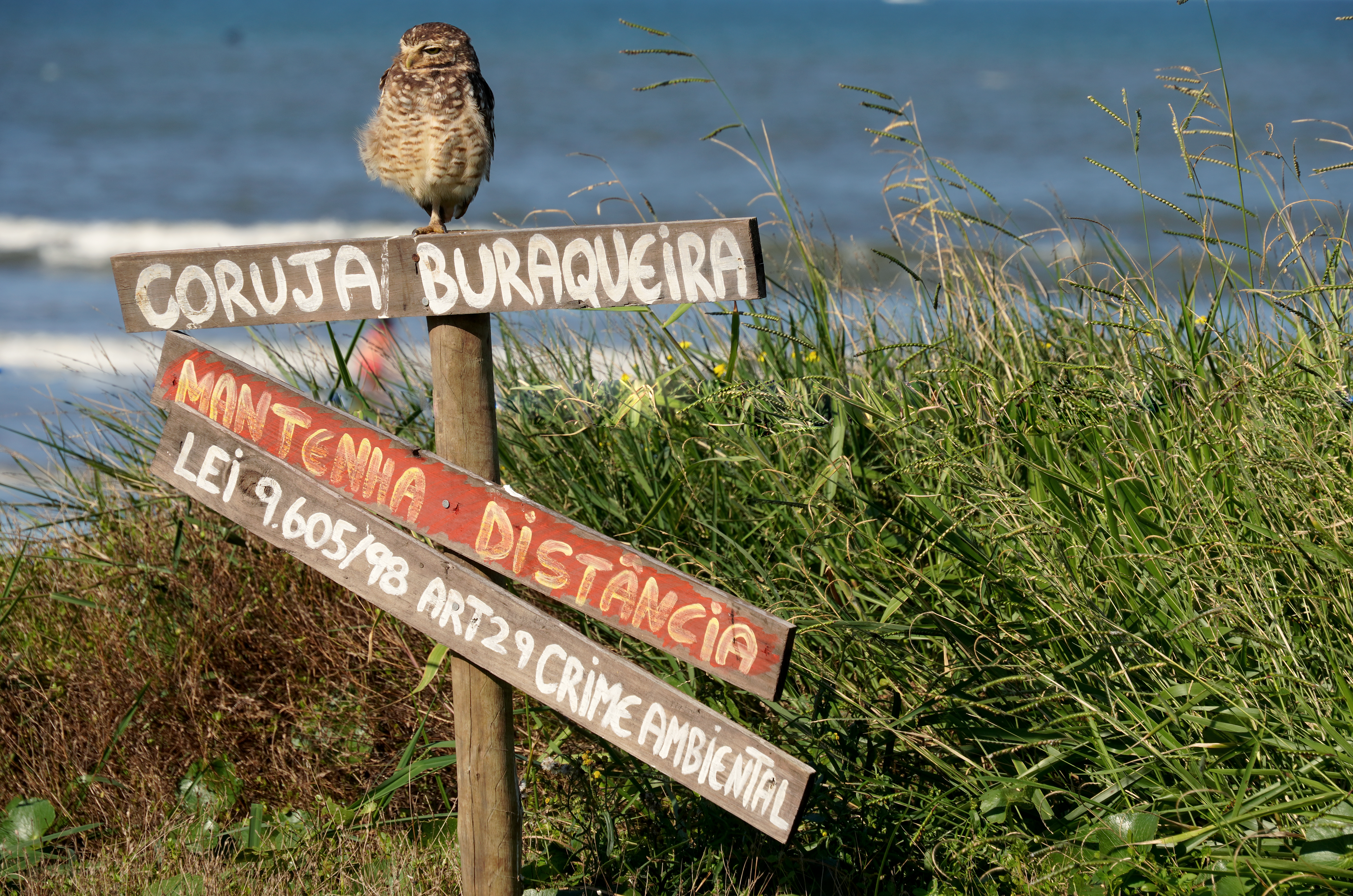 Burrowing Owl Perched on Sign by the Beach · Free Stock Photo