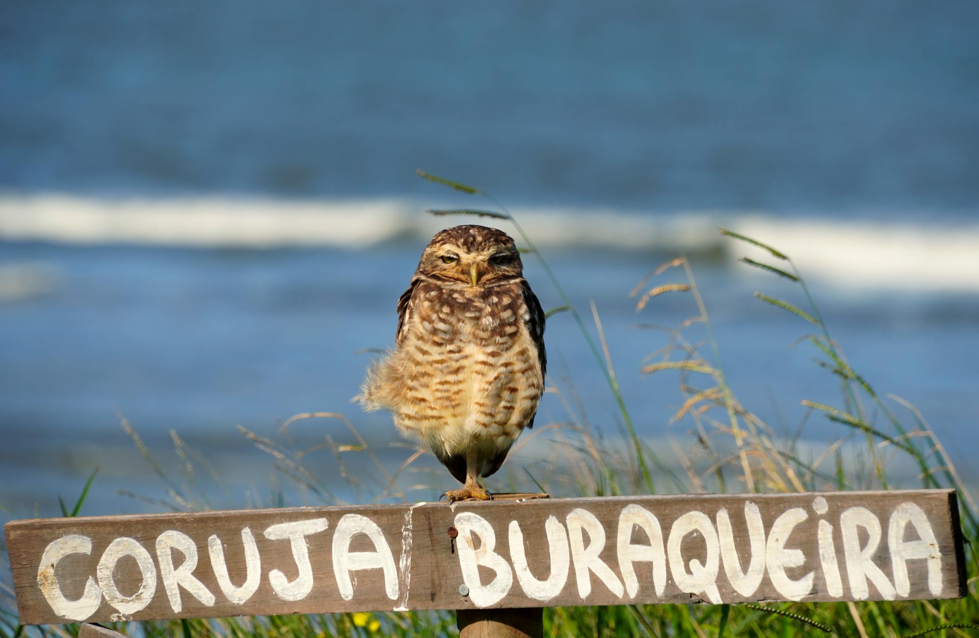 Burrowing Owl Florida: A Guide to These Endangered Birds