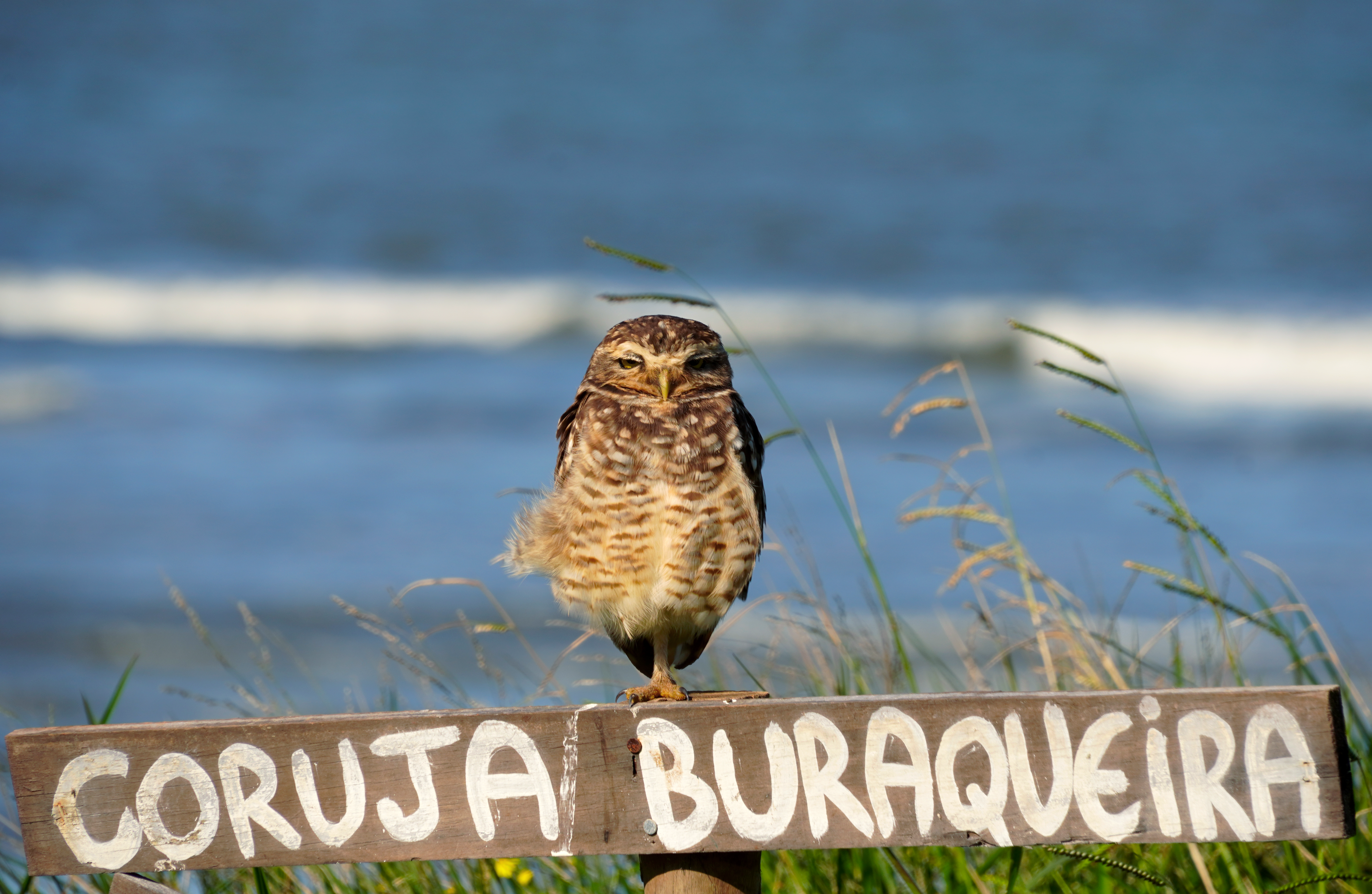 Owl Landscape Photos, Download The BEST Free Owl Landscape Stock Photos ...