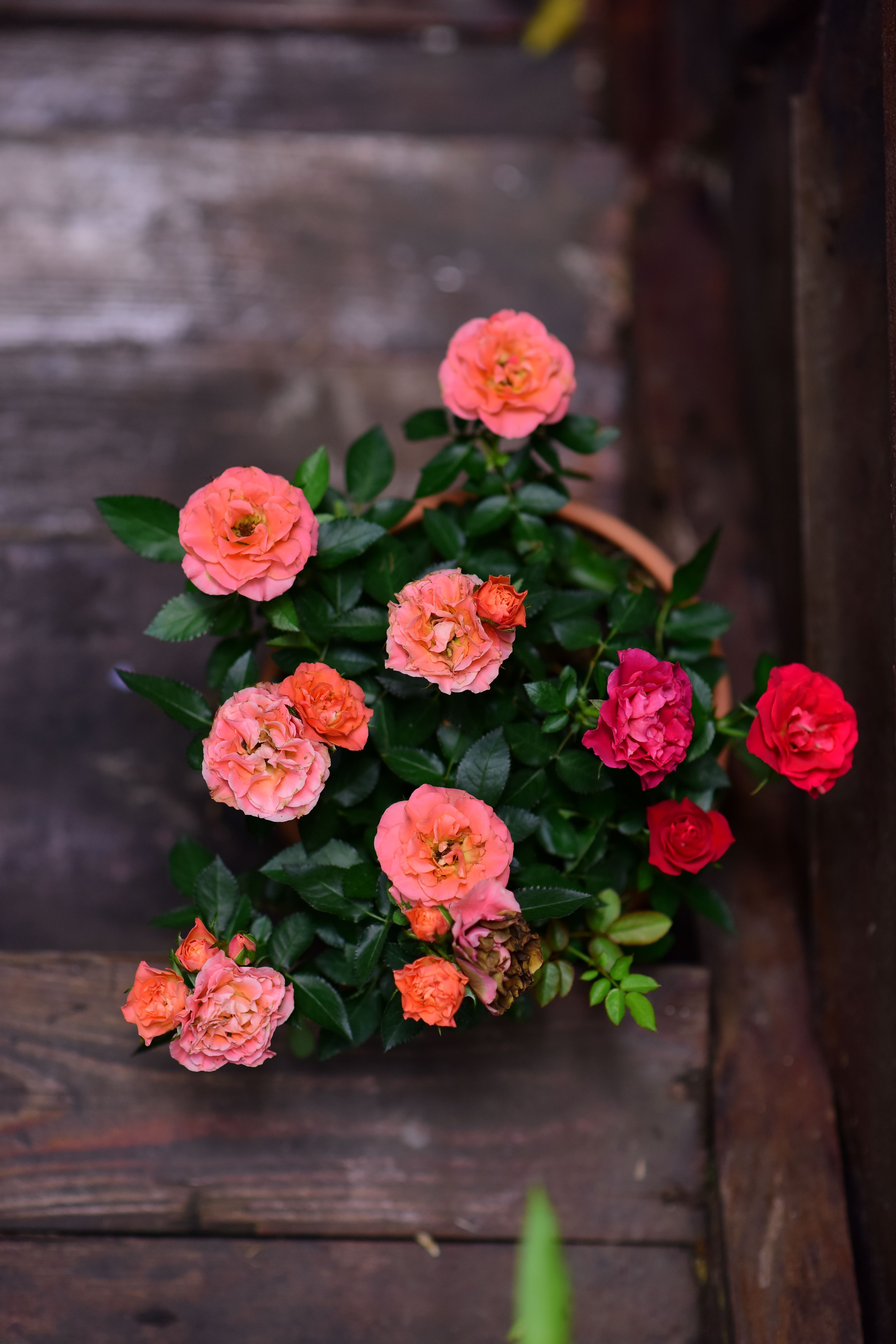 Spring Red Roses Photos, Download The BEST Free Spring Red Roses Stock ...