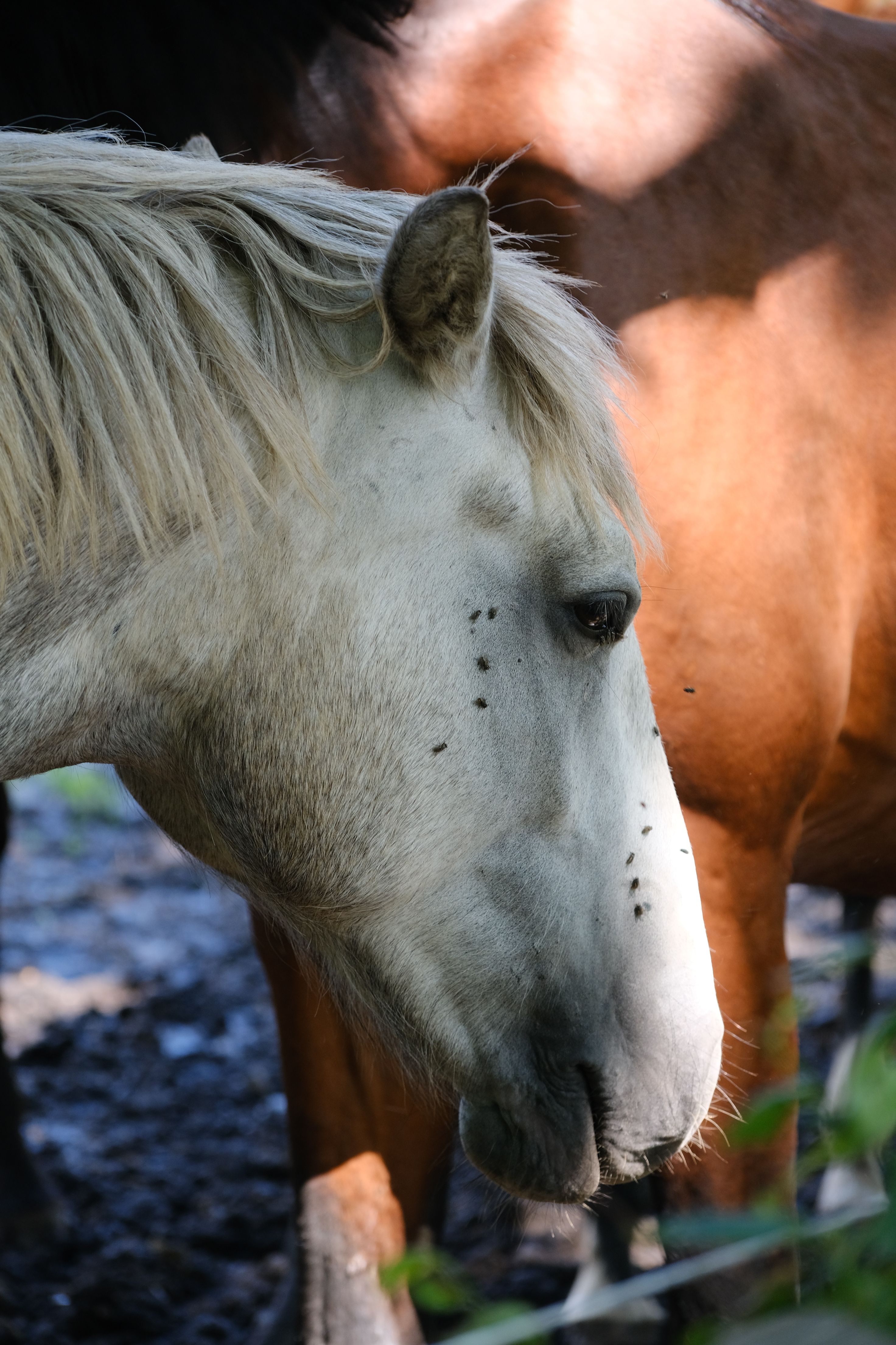Mane To Cry Photos, Download The BEST Free Mane To Cry Stock Photos ...