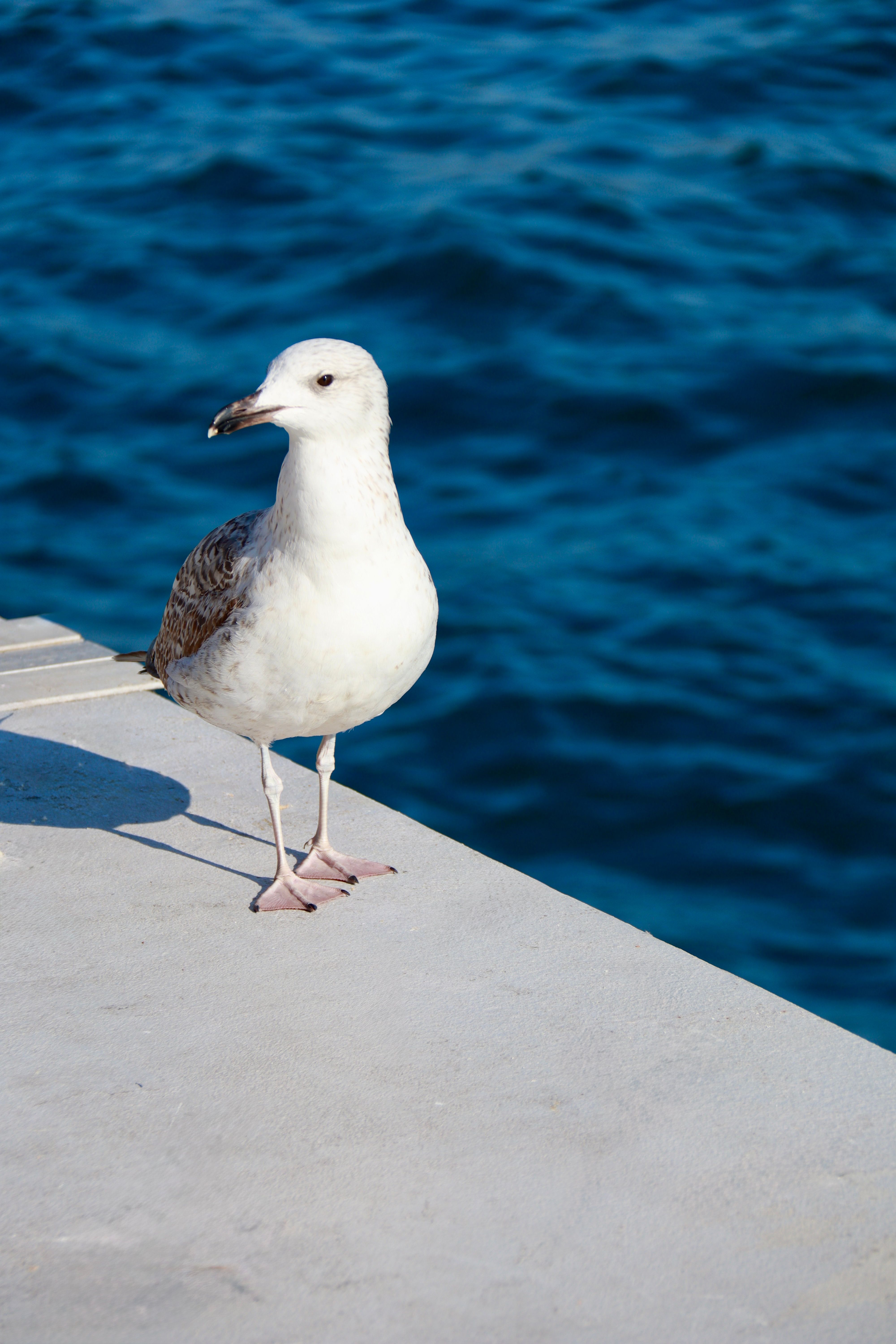 Seagull Standing on Pier by the Ocean · Free Stock Photo