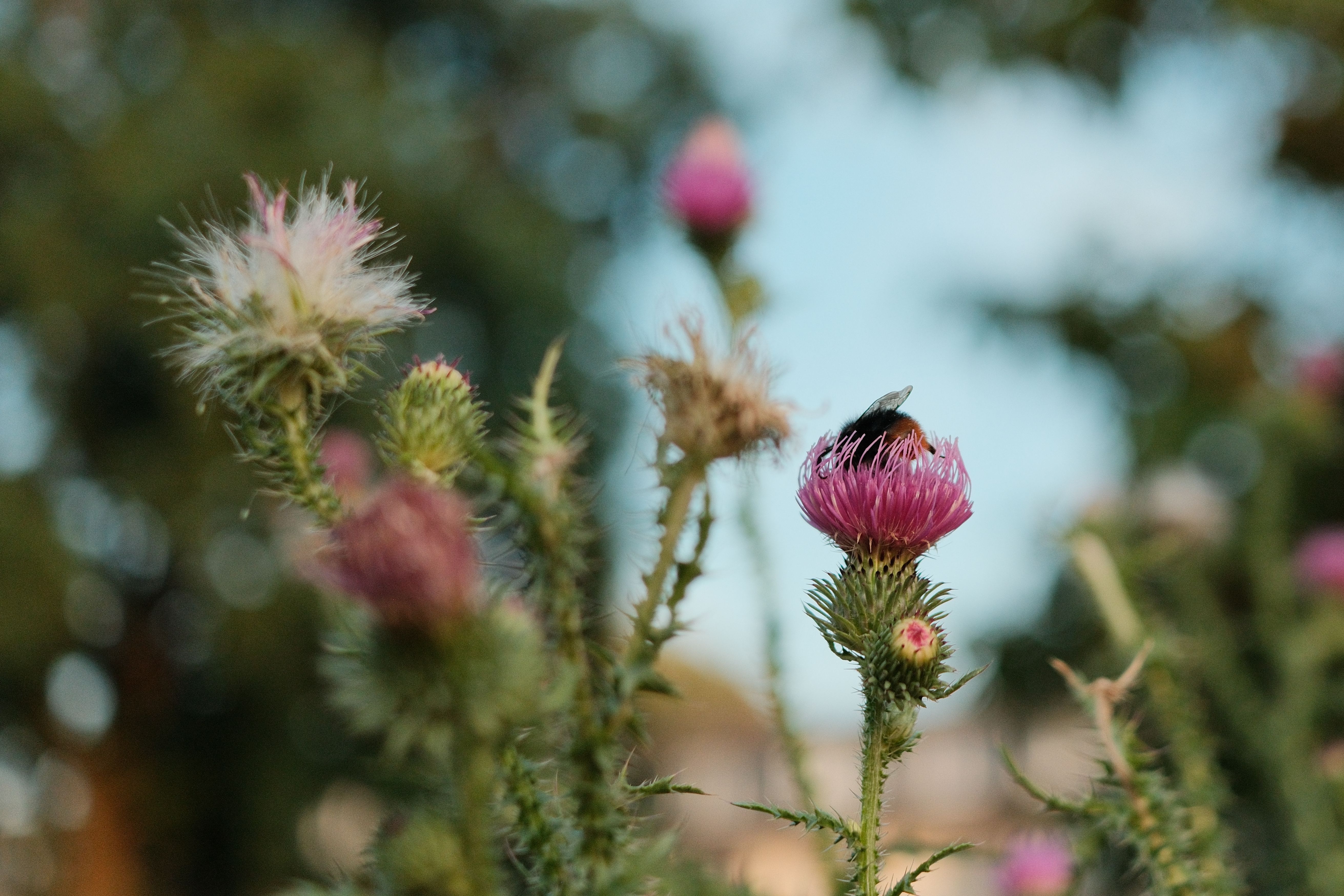Hermosas Plantas Photos, Download The BEST Free Hermosas Plantas Stock ...