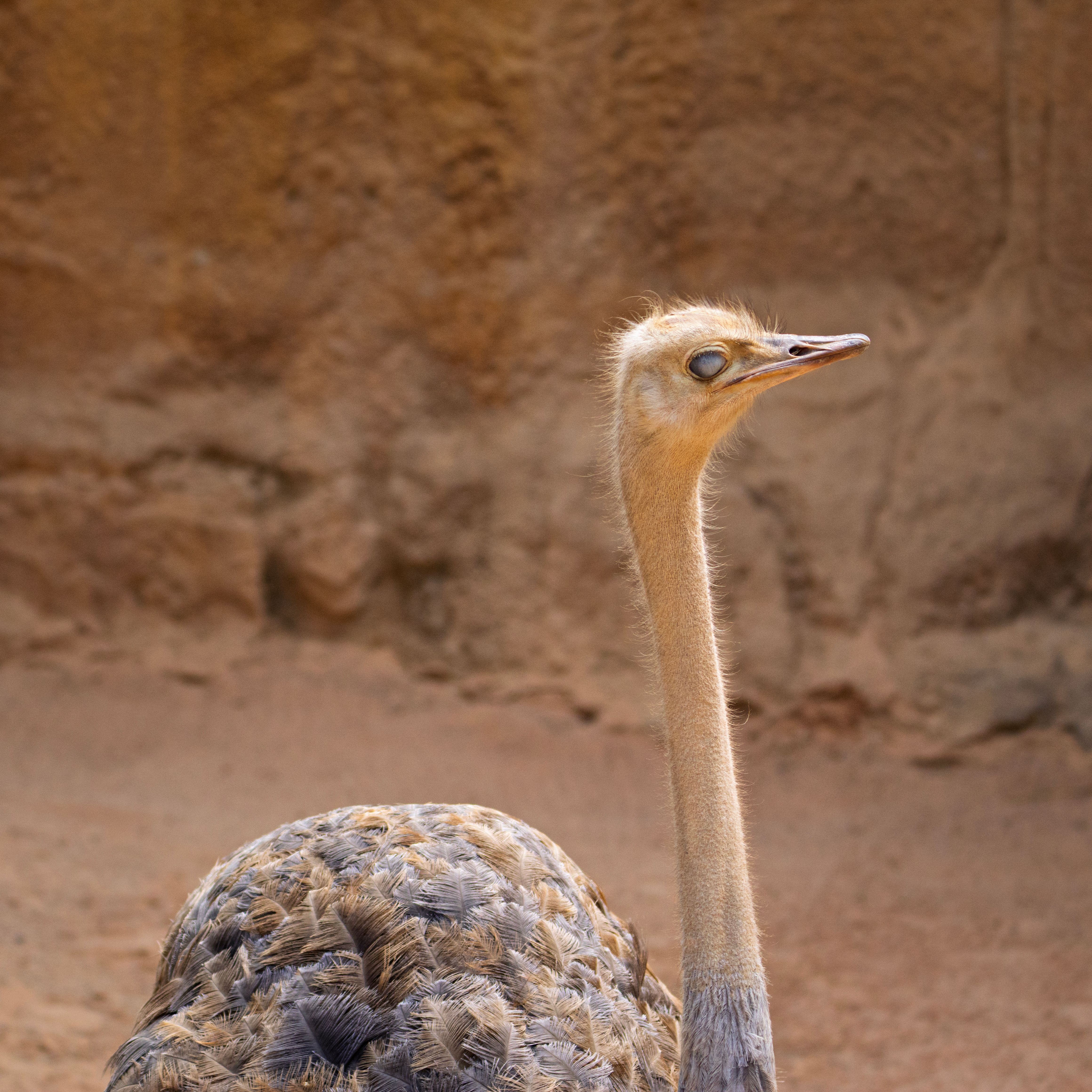 Close-up of an Ostrich in Natural Habitat · Free Stock Photo