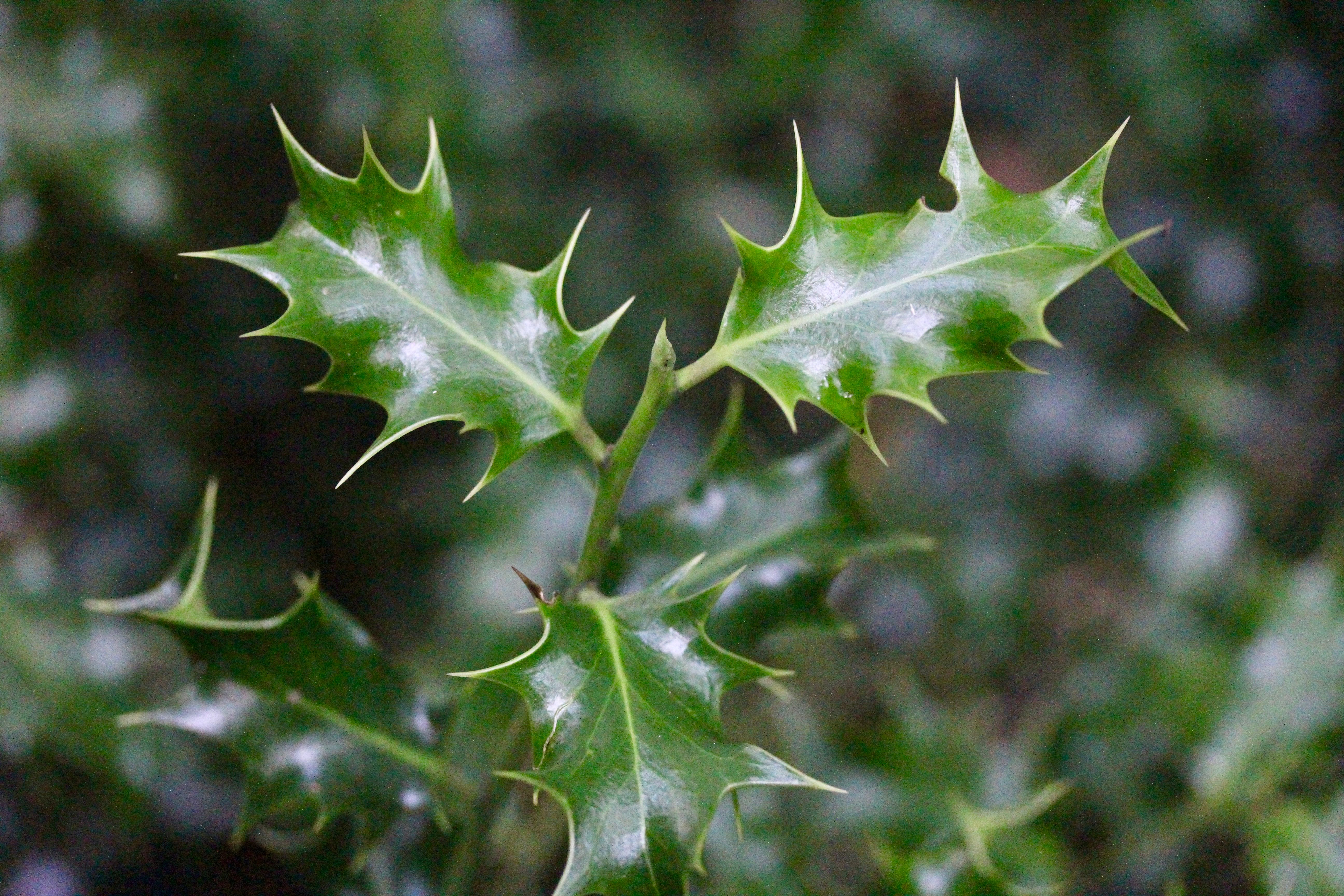 Close-up of Holly Leaves with Spiky Edges · Free Stock Photo