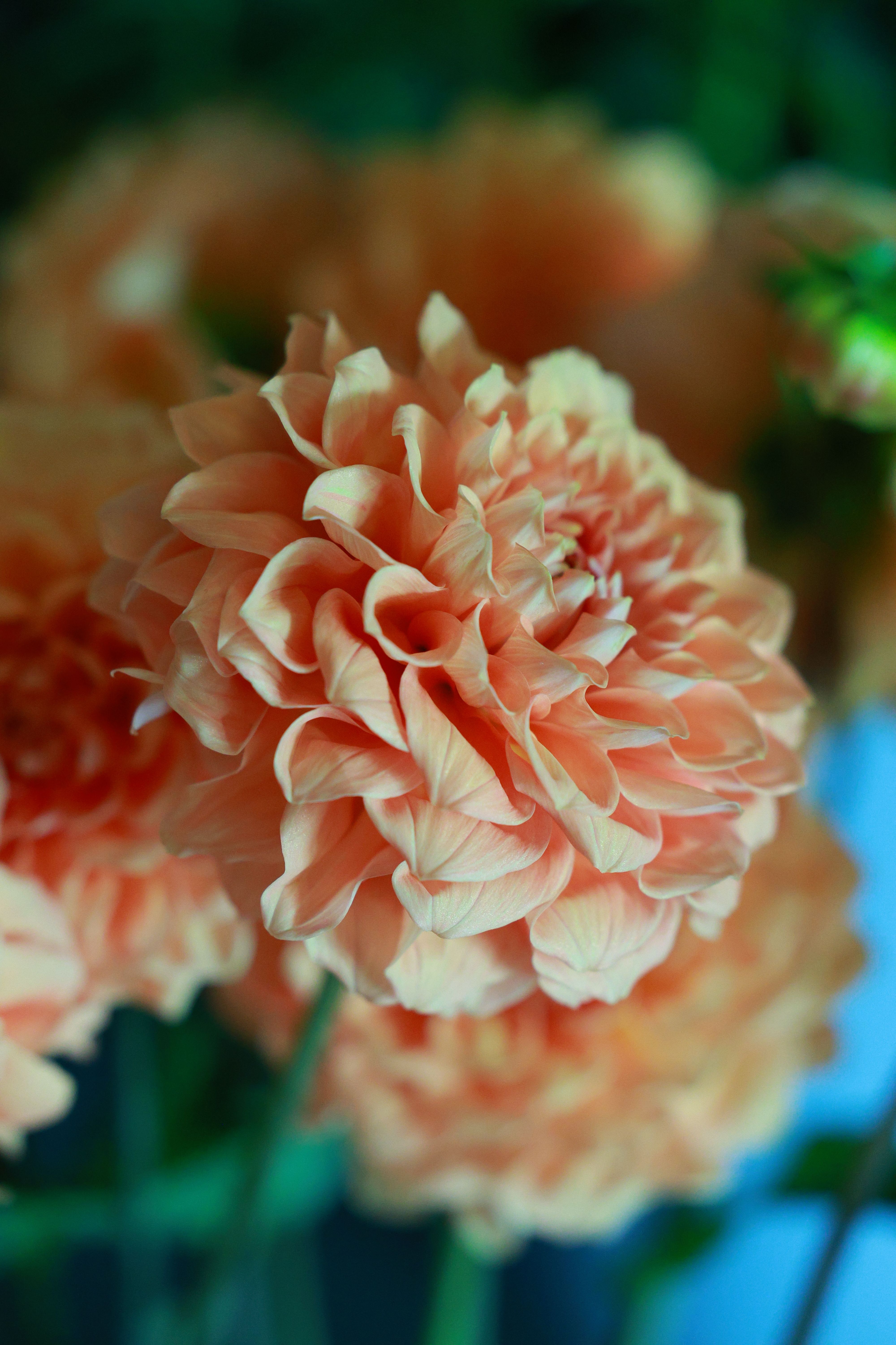 Peach Rate Photos, Download The BEST Free Peach Rate Stock Photos & HD ...