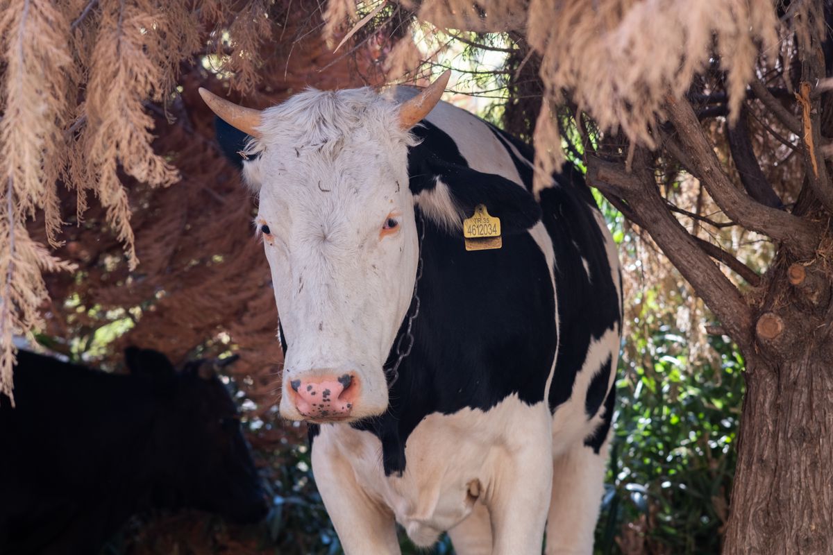 Ww2 24 Cow Photos, Download The BEST Free Ww2 24 Cow Stock Photos & HD ...