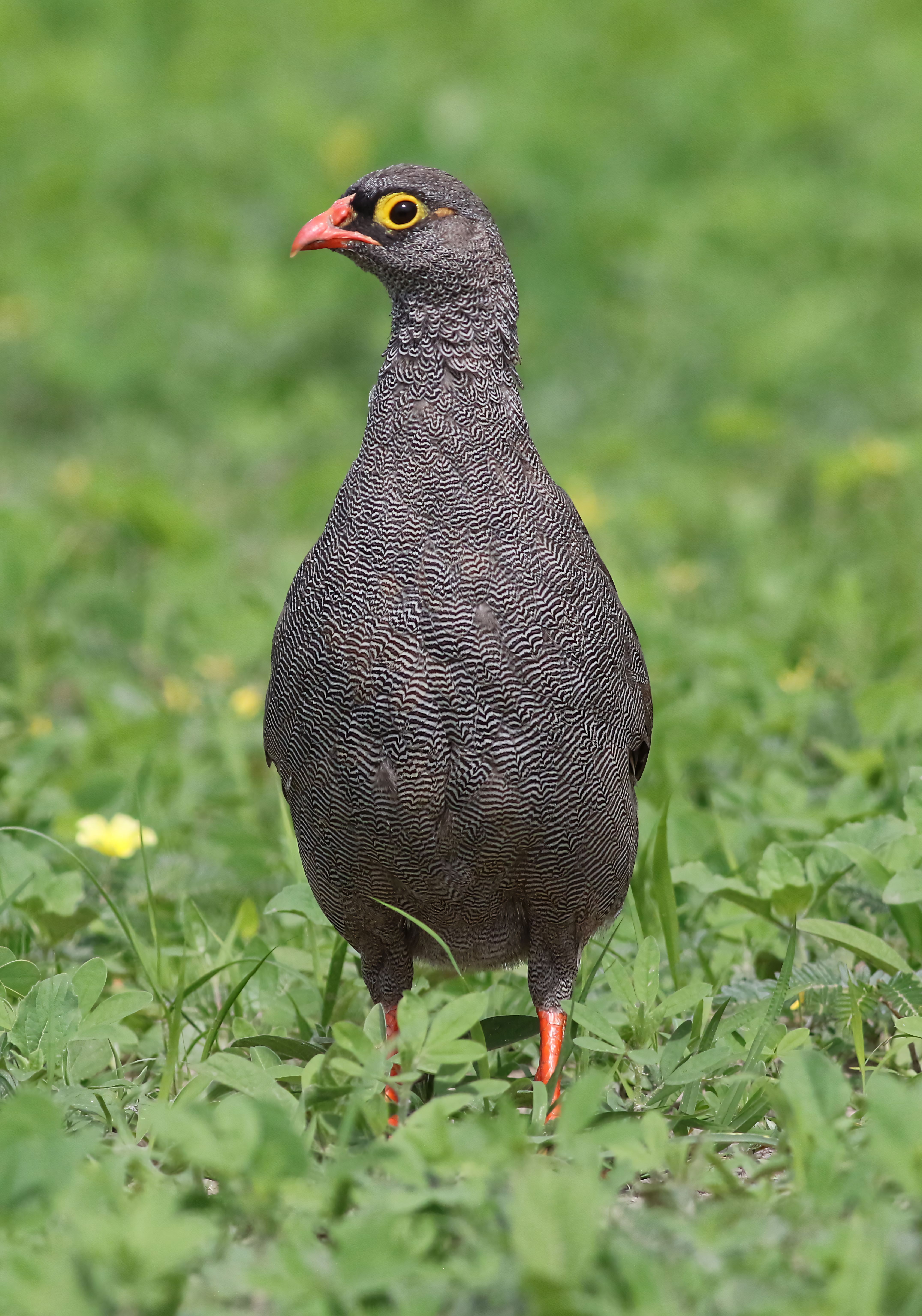 Red-billed Spurfowl in Chobe National Park · Free Stock Photo