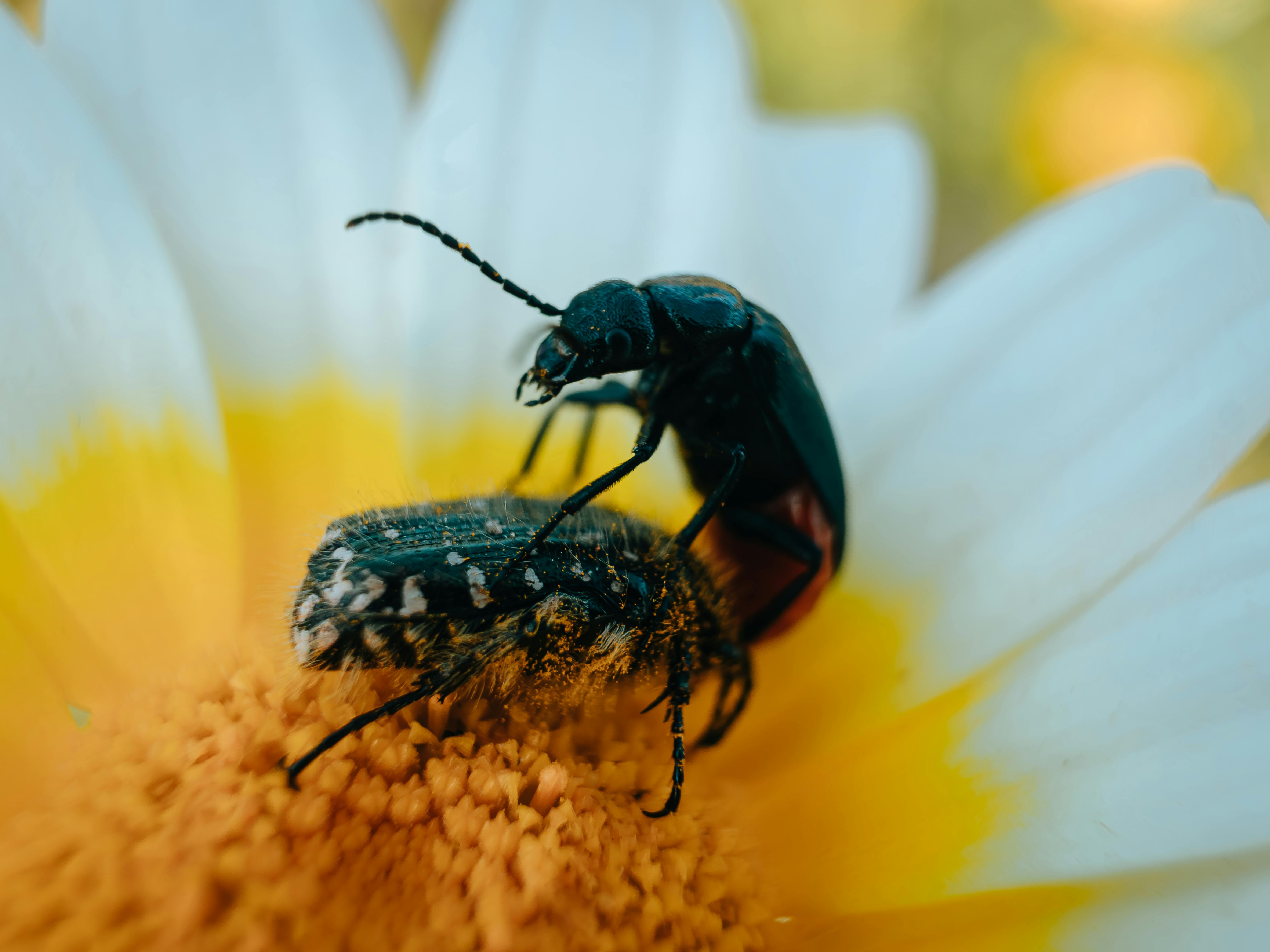 Corn Flee Beetles Photos, Download The BEST Free Corn Flee Beetles ...