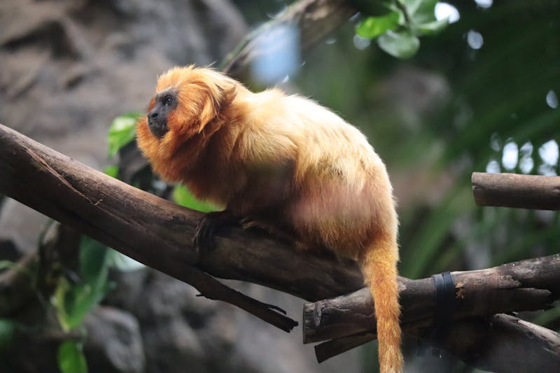 Explore Golden Lion Tamarins: Characteristics and Behavior