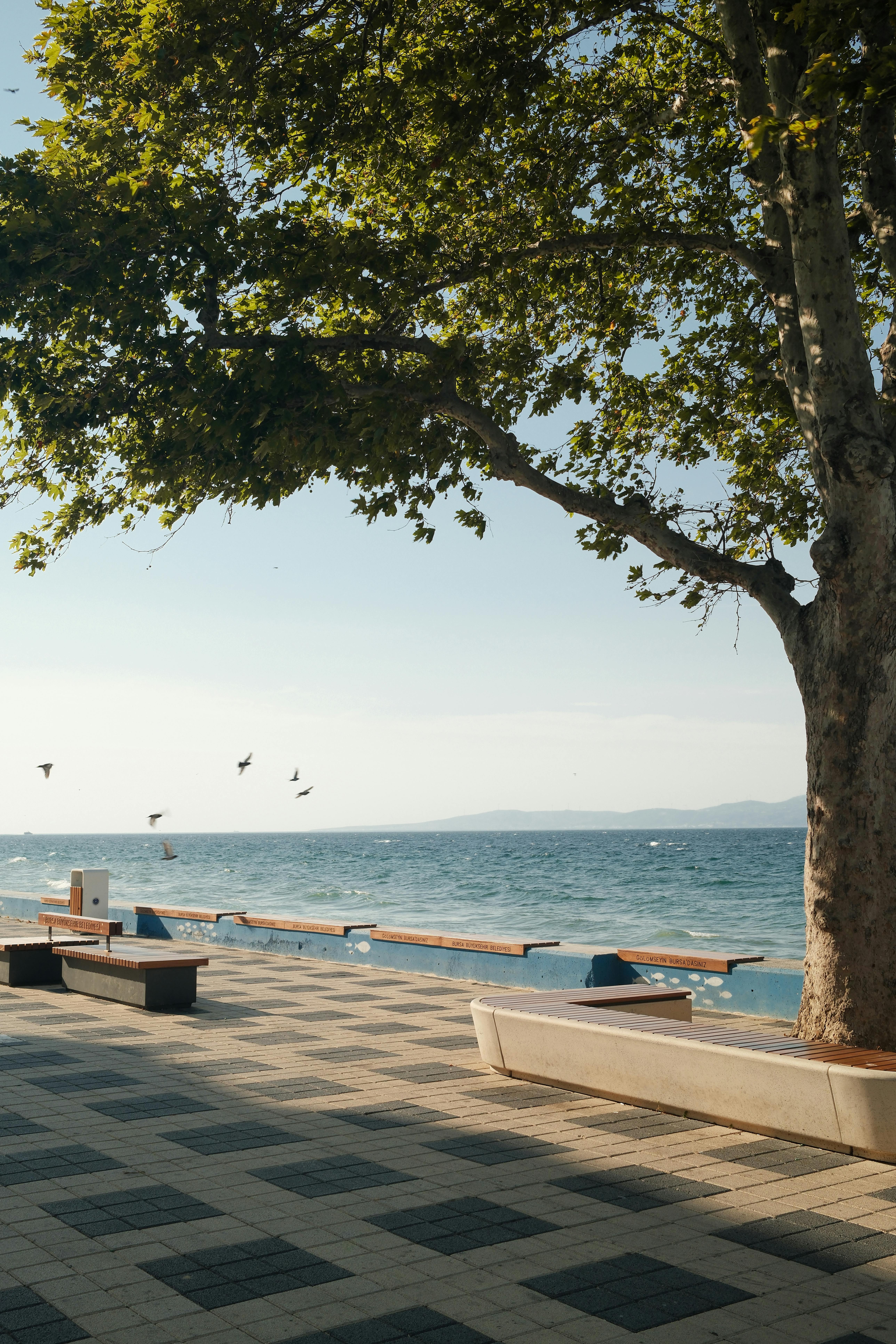 Serene Beachfront Promenade with Benches and Tree Shade · Free Stock Photo