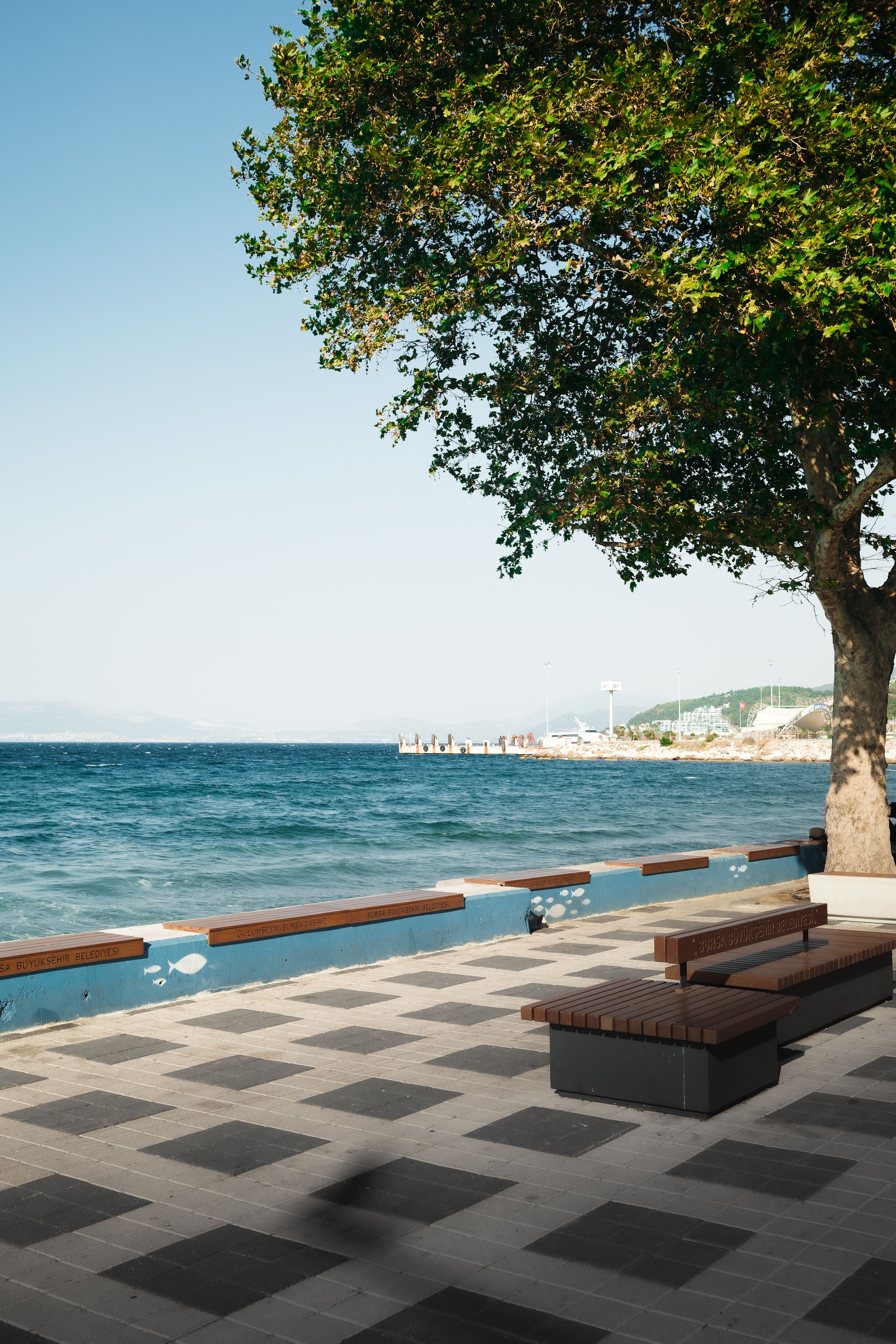 Scenic Coastal Promenade with Benches and Tree · Free Stock Photo