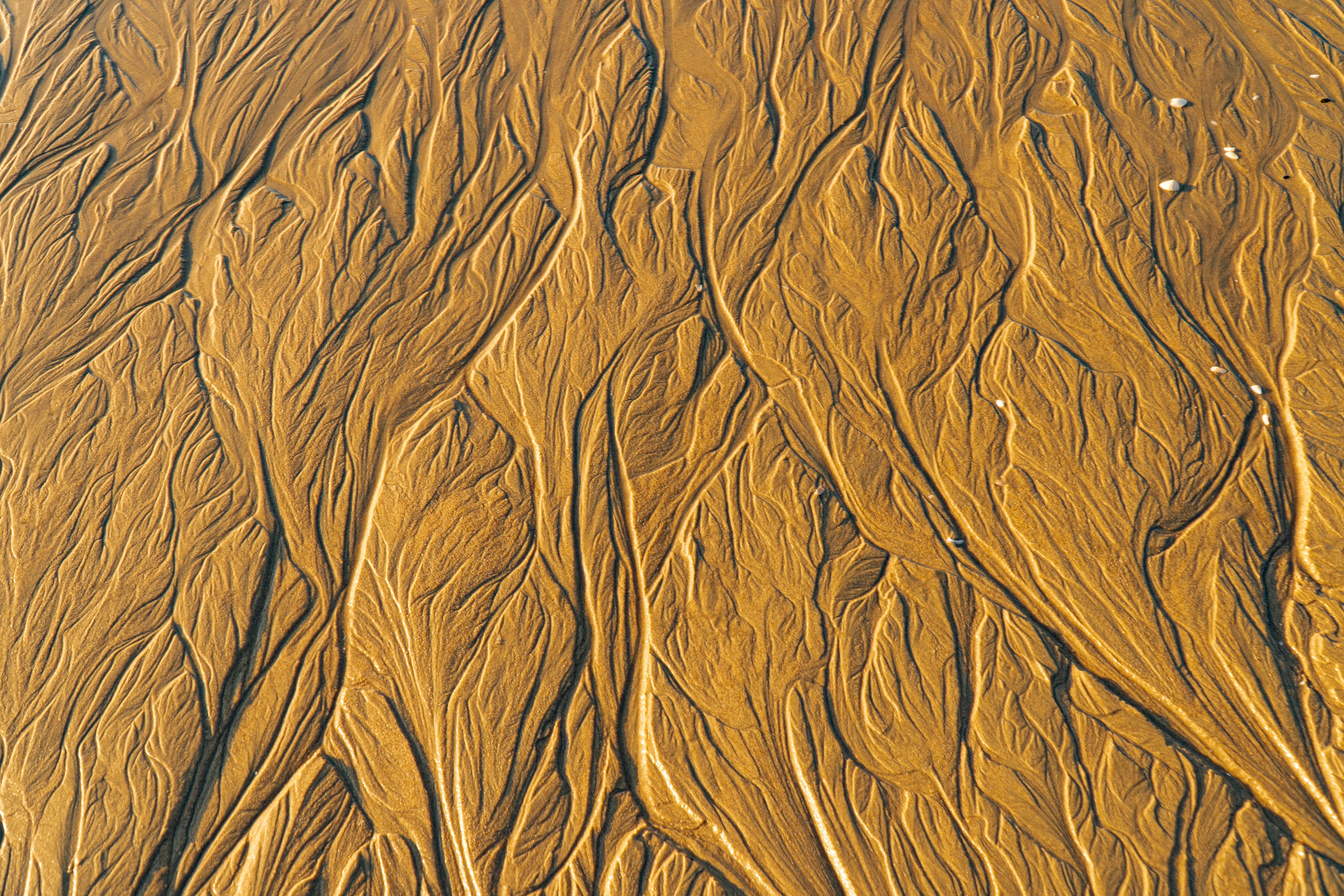 Patterns In Nature Photos, Download The BEST Free Patterns In Nature ...
