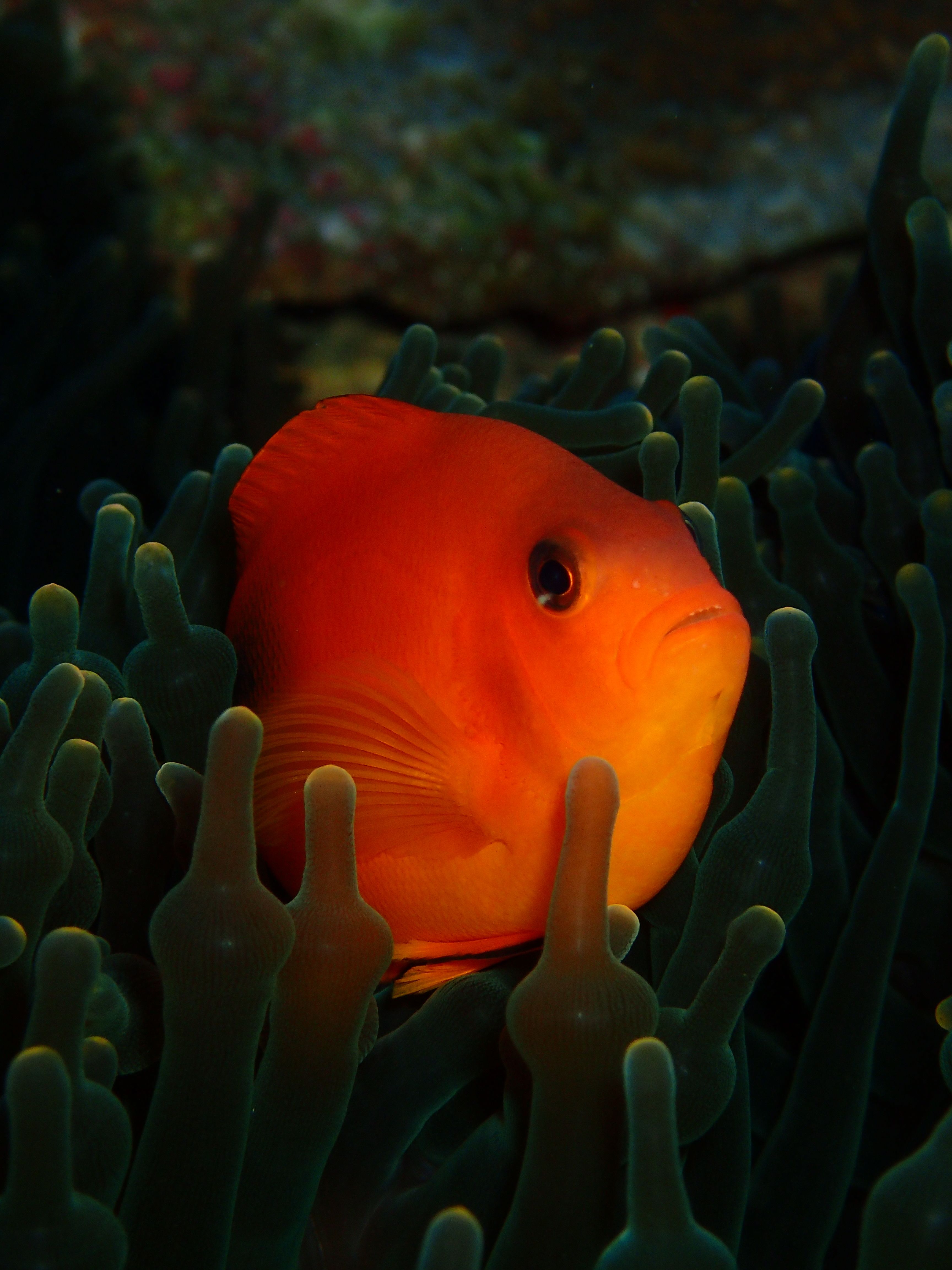 Fish Front Photos, Download The BEST Free Fish Front Stock Photos & HD ...