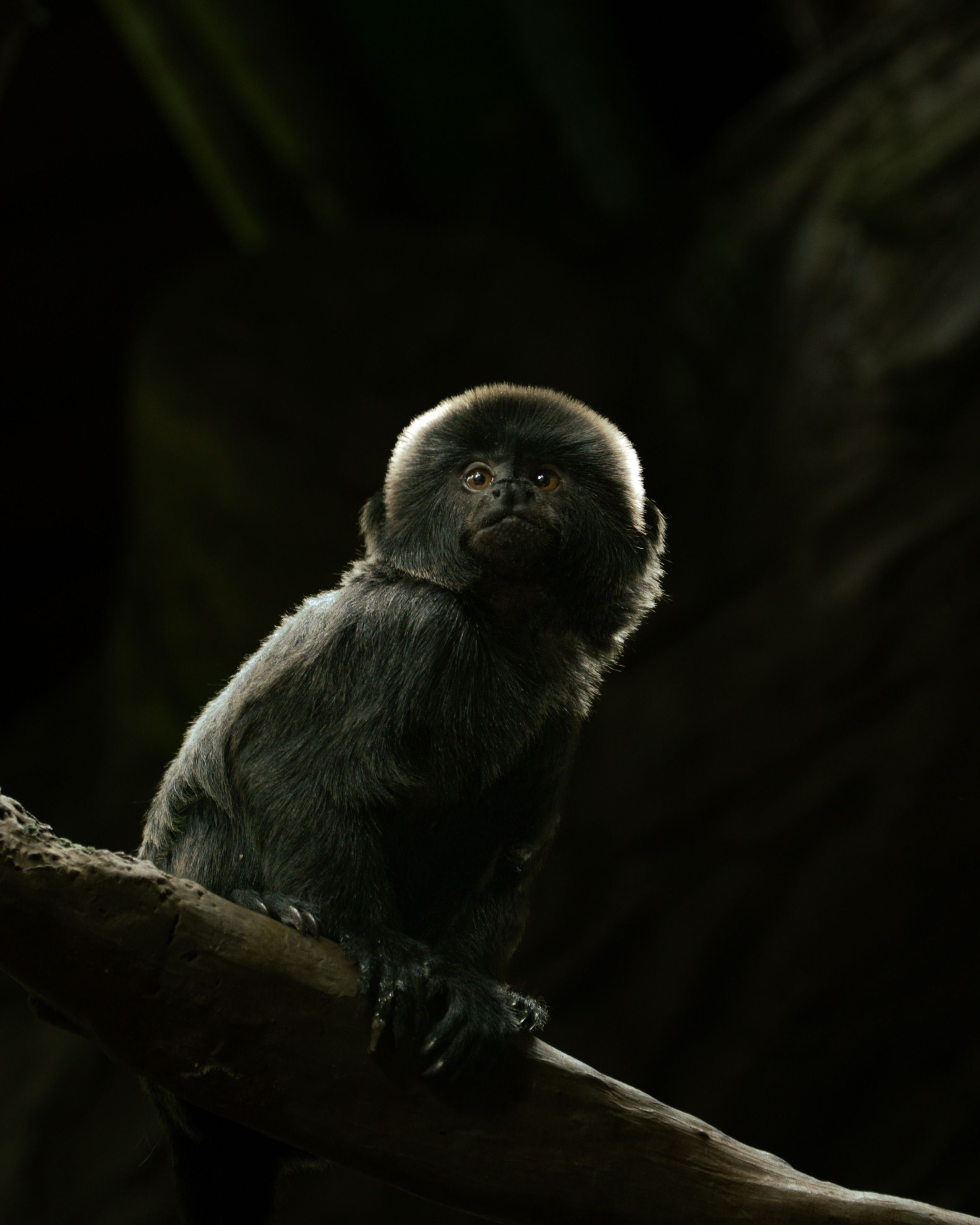 Rainforest Restoration Photos, Download The BEST Free Rainforest ...
