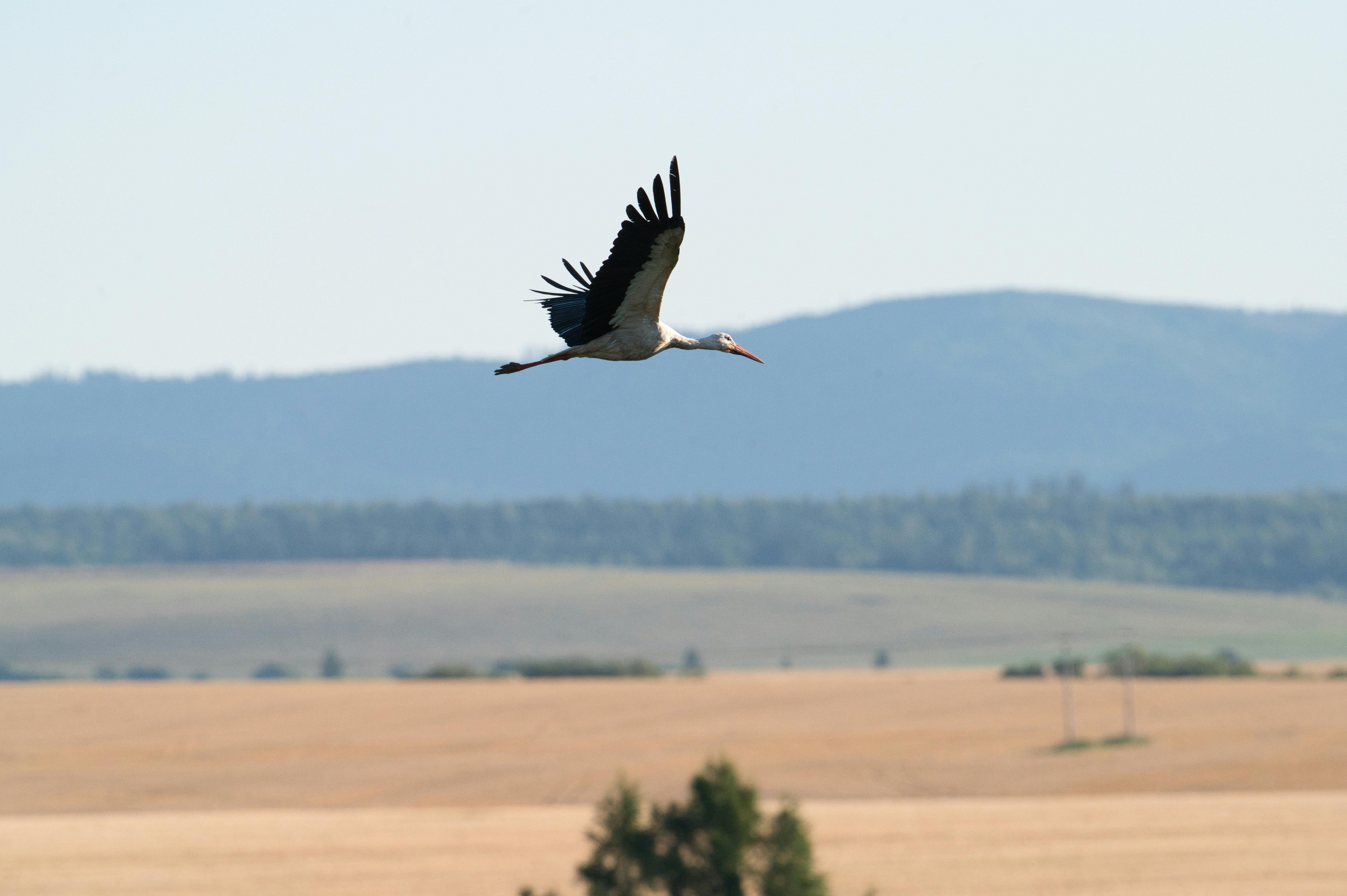 White Stork Soaring Over Slovak Countryside · Free Stock Photo