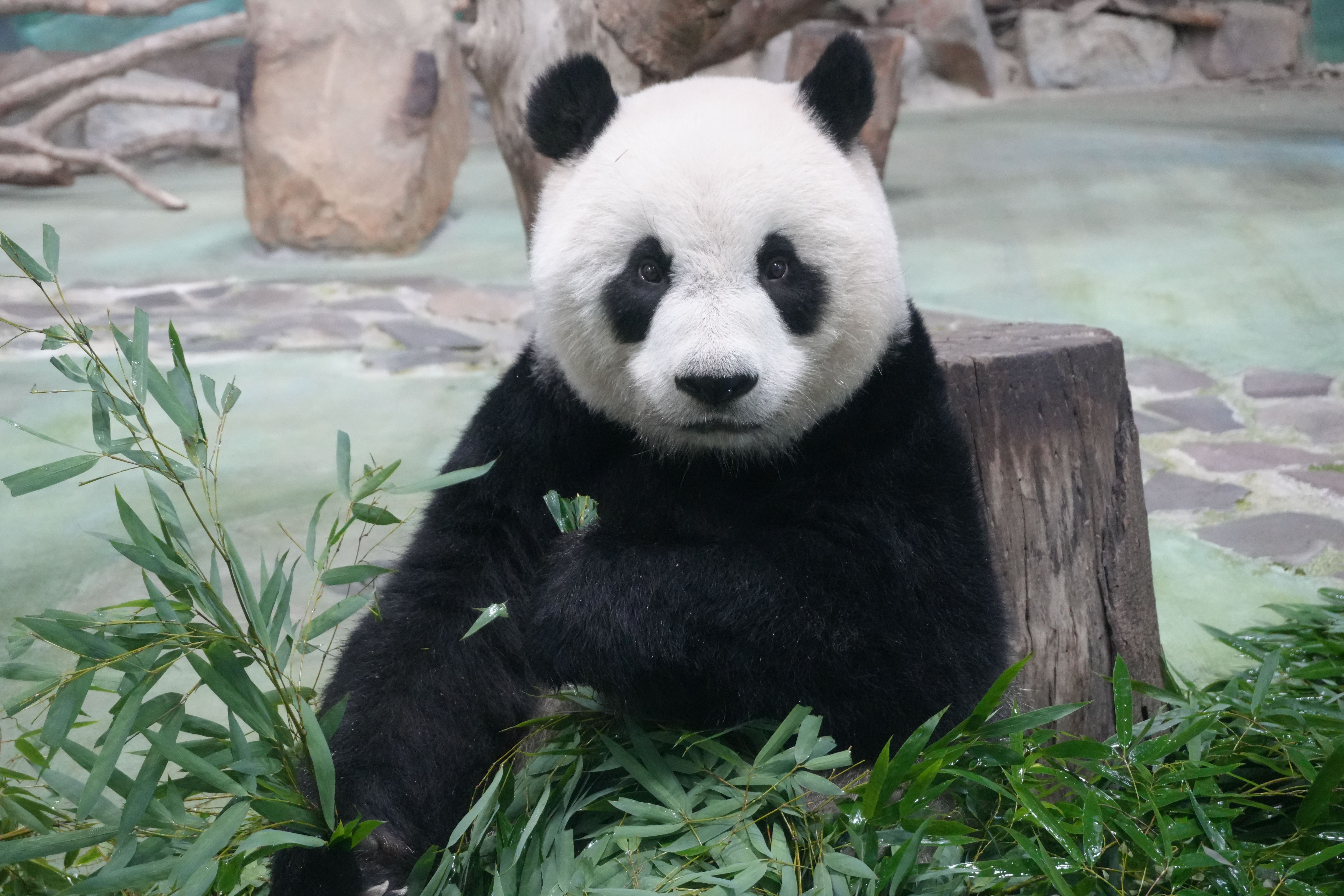Close-Up of Giant Panda Eating Bamboo Indoors · Free Stock Photo