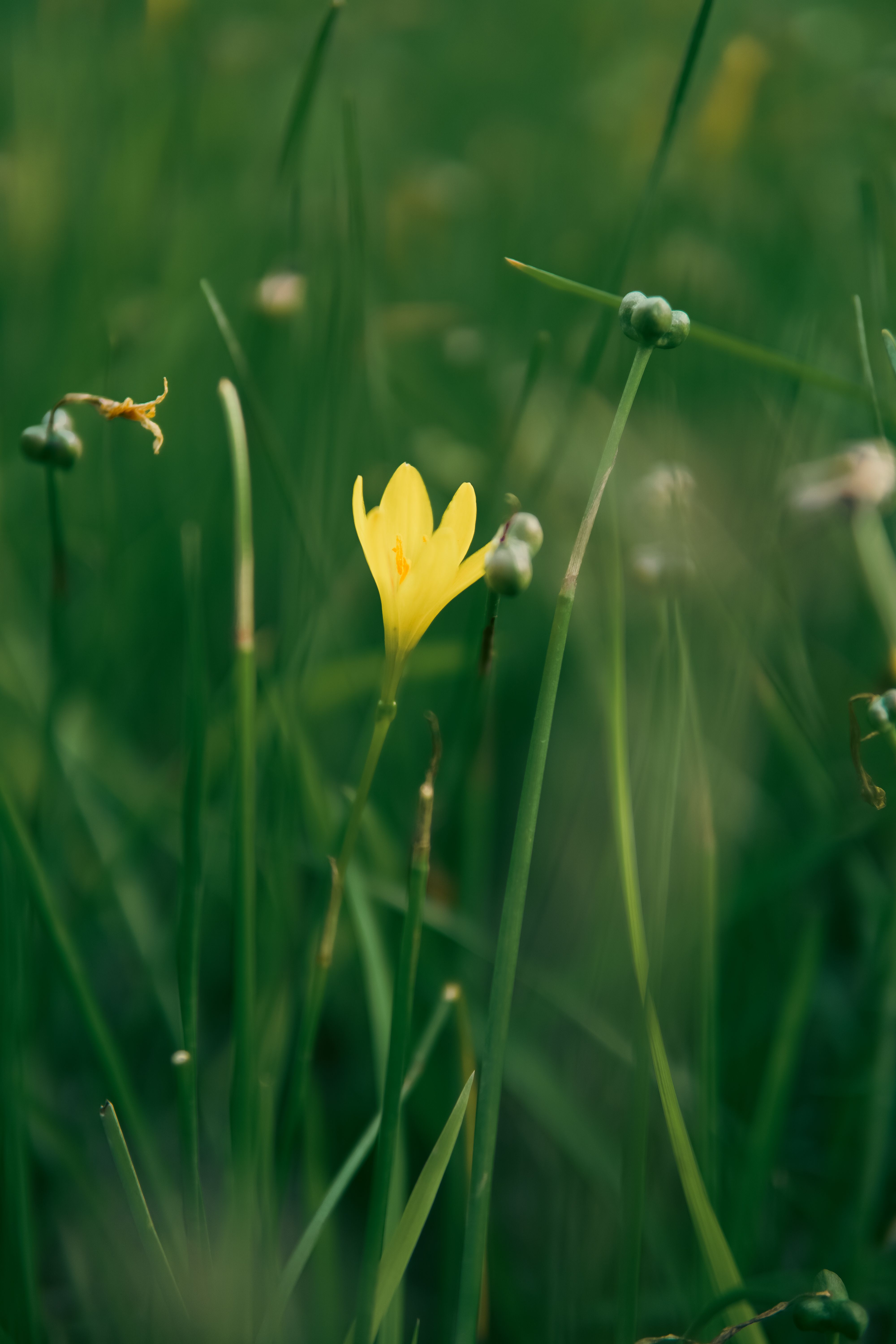 Monsoon Flower Photos, Download The BEST Free Monsoon Flower Stock ...