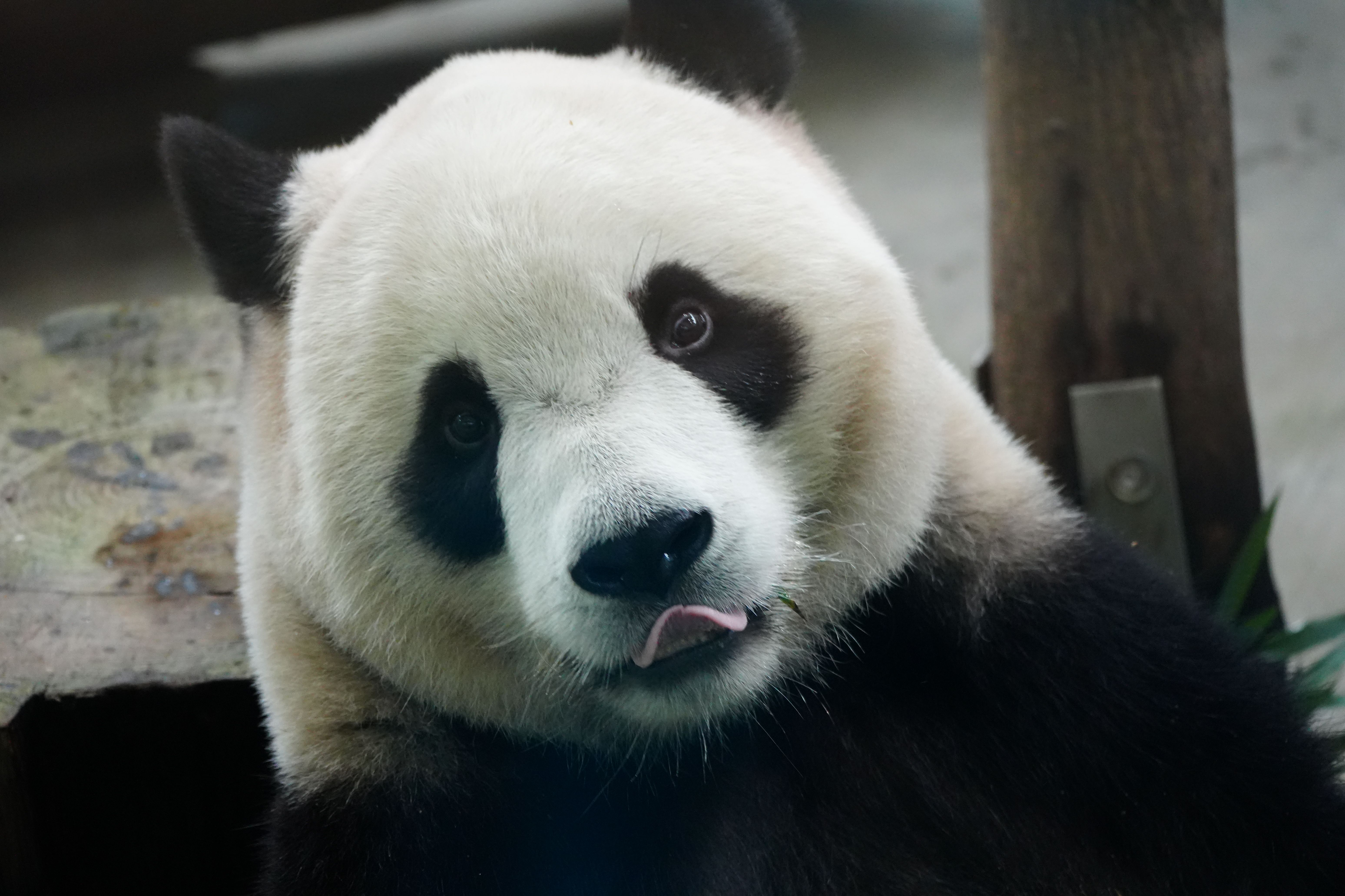 Close-up Portrait of a Giant Panda Licking Its Lips · Free Stock Photo