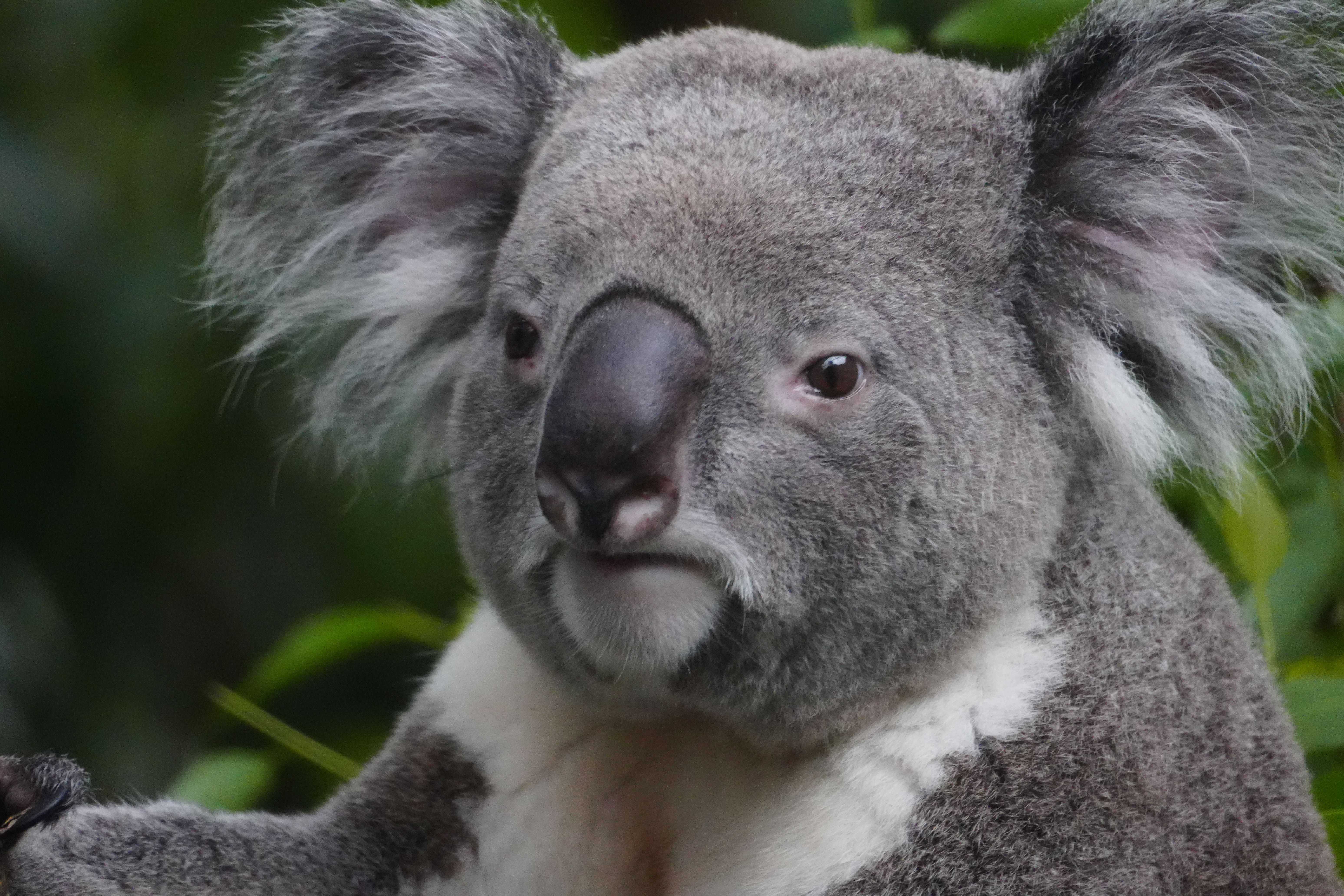 Close-Up of a Koala in Natural Habitat · Free Stock Photo